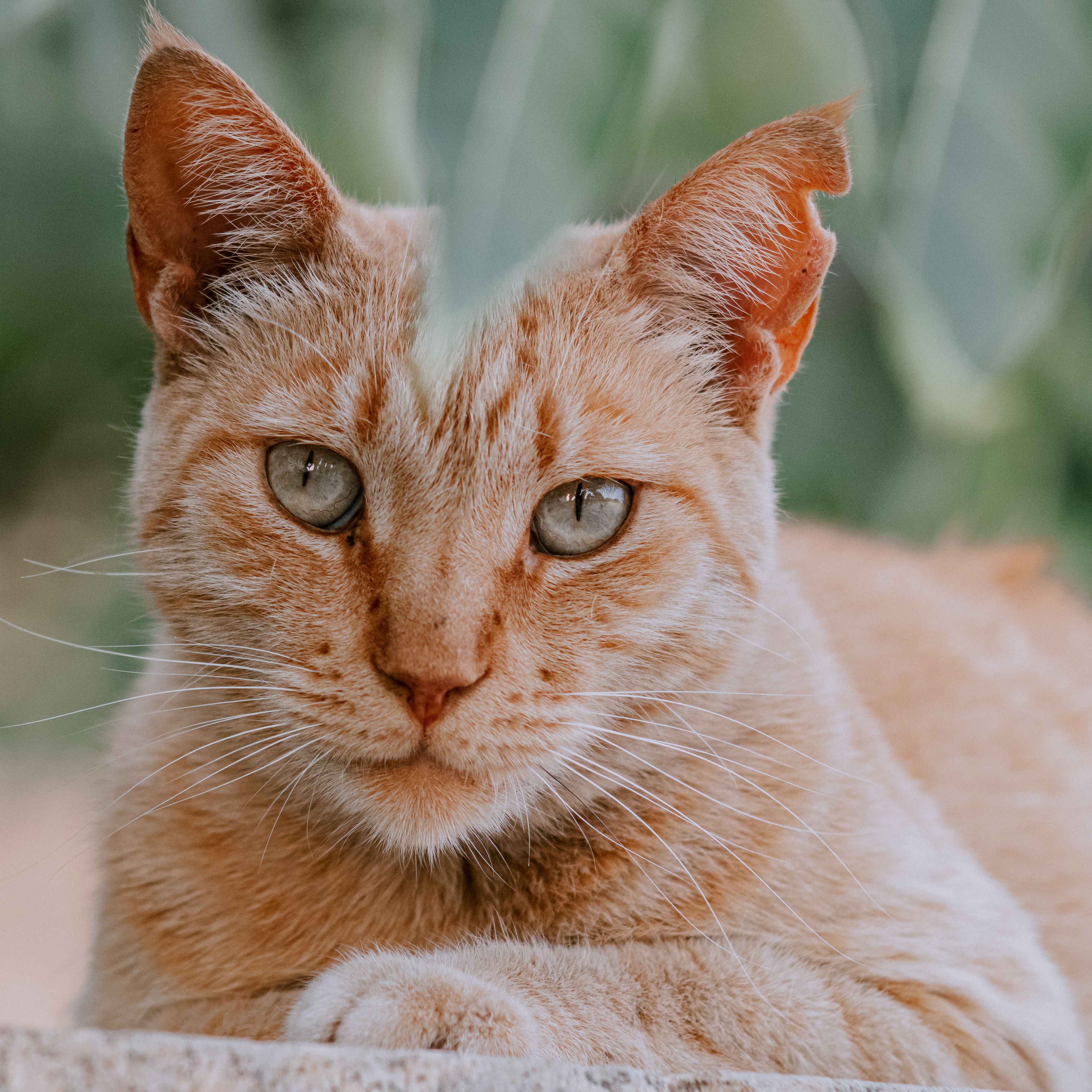 Cat Meme Photos, Download The BEST Free Cat Meme Stock Photos & HD Images