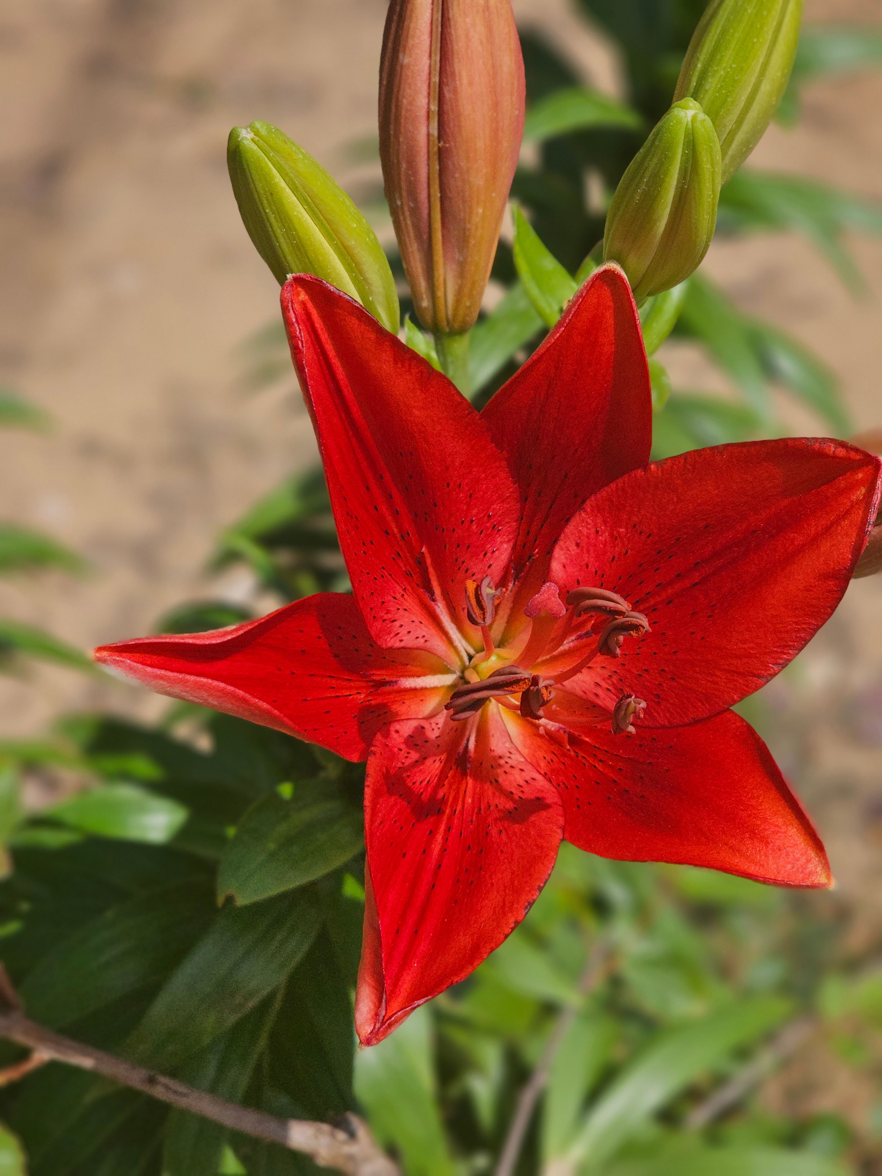 Red Lily Flower · Free Stock Photo