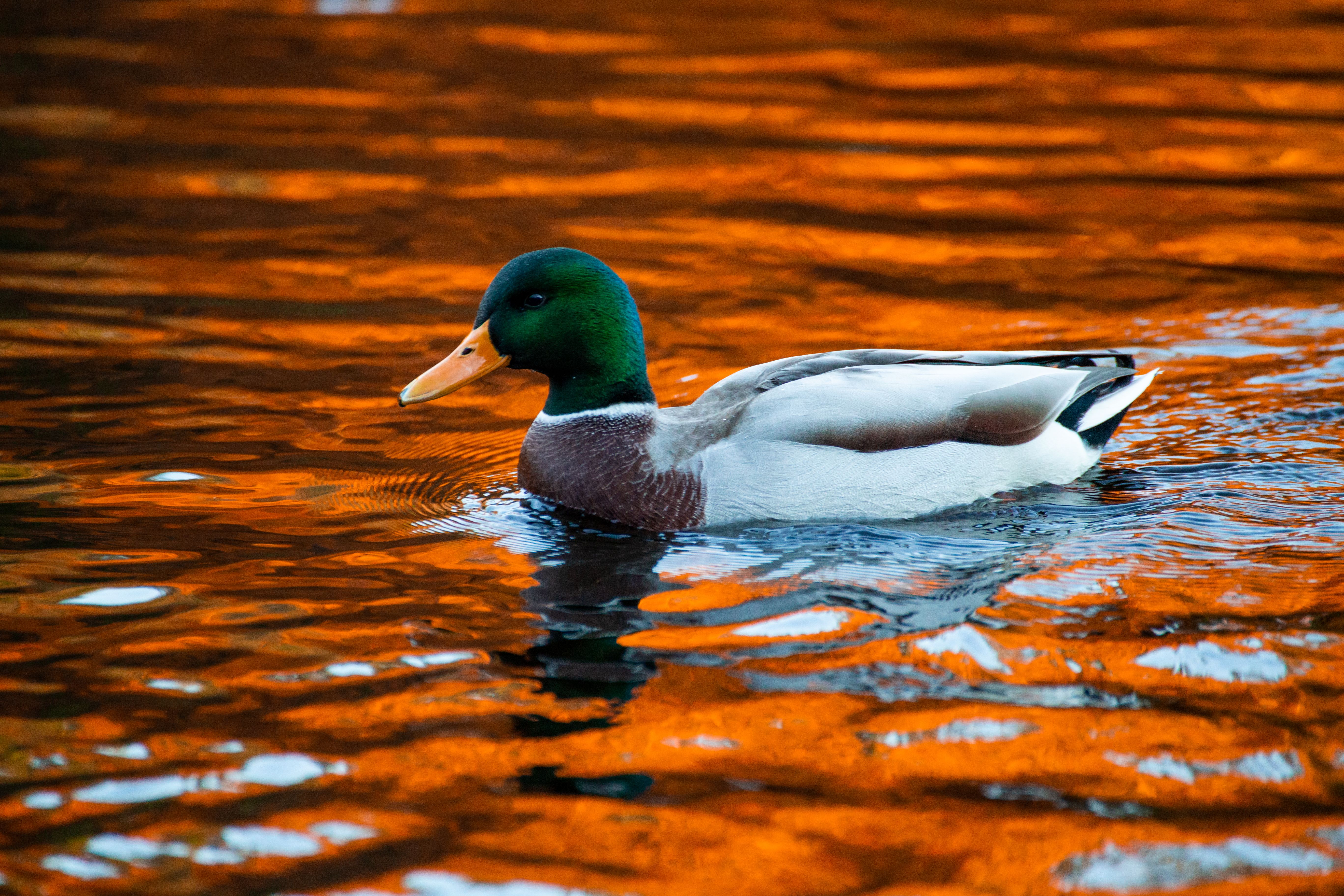 Mallard Duck on River · Free Stock Photo
