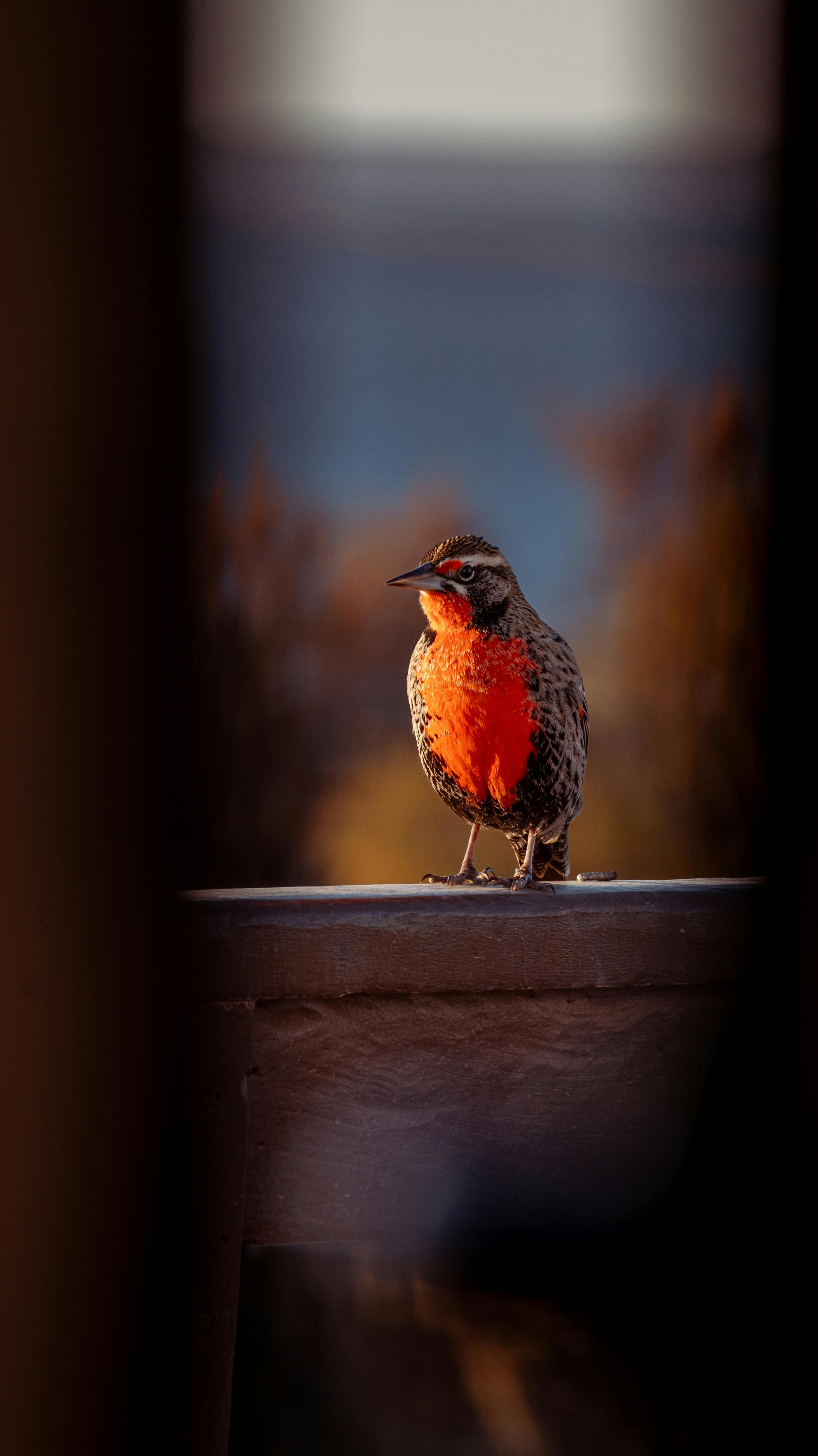 Corydoras Juli Photos, Download The BEST Free Corydoras Juli Stock ...