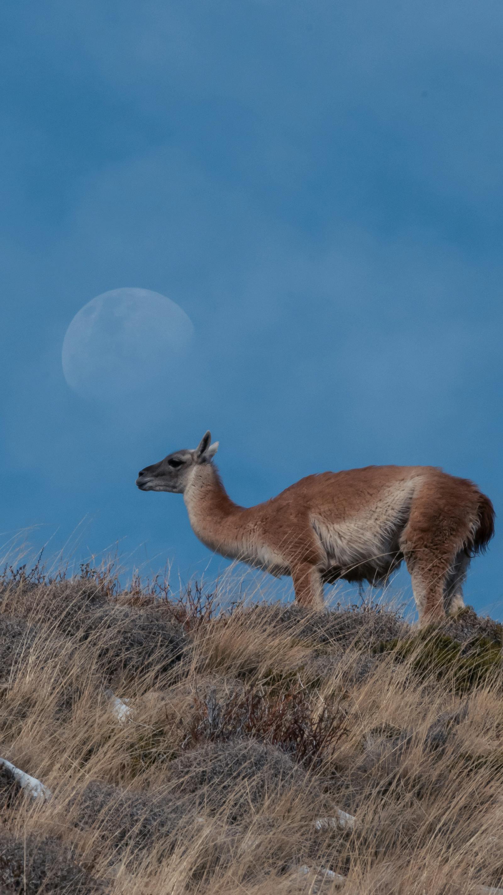 Guanaco Photos, Download The BEST Free Guanaco Stock Photos & HD Images