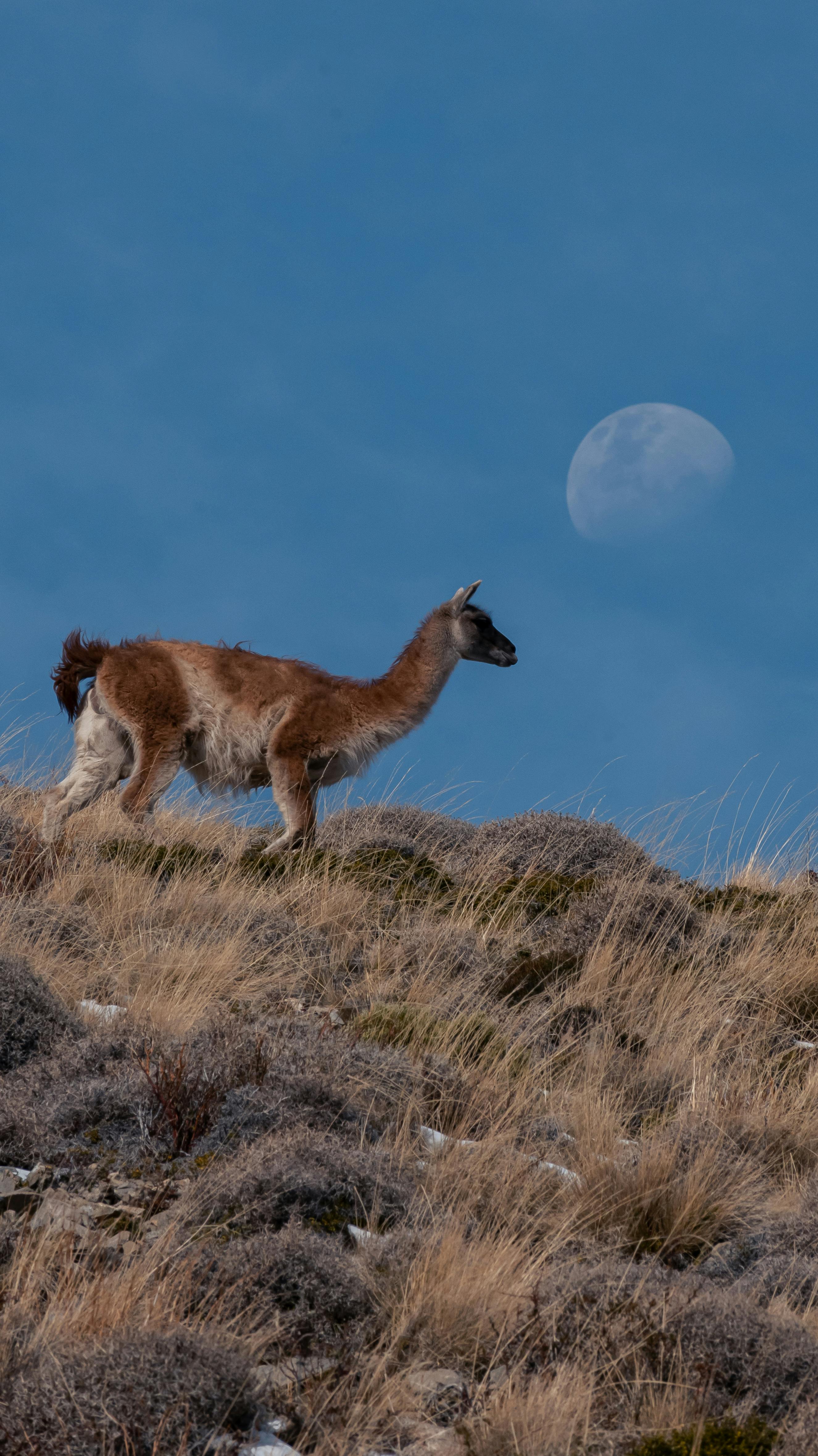 Guanaco en Esquel, Chubut, Argentina · Free Stock Photo