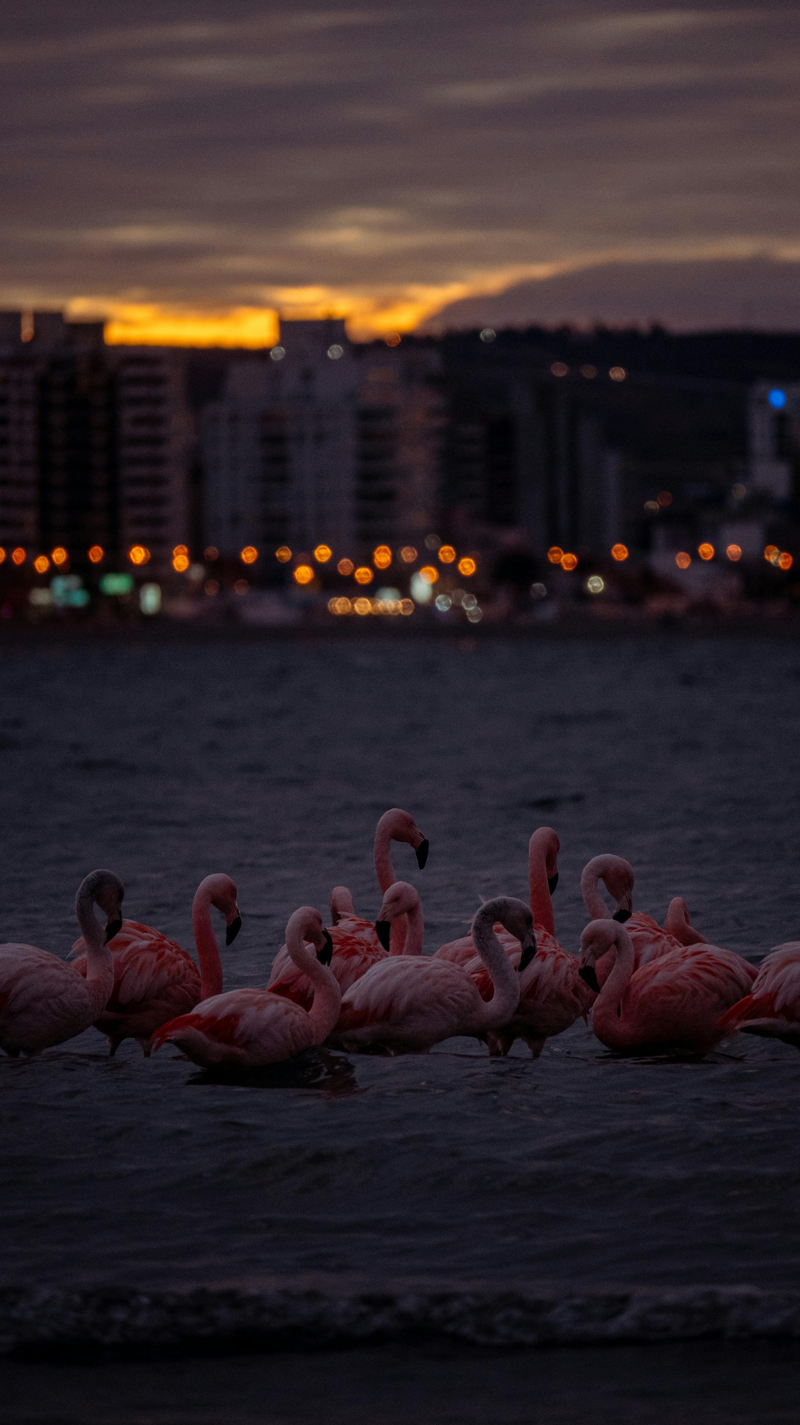 Winter Red Sky Lights Photos, Download The BEST Free Winter Red Sky ...