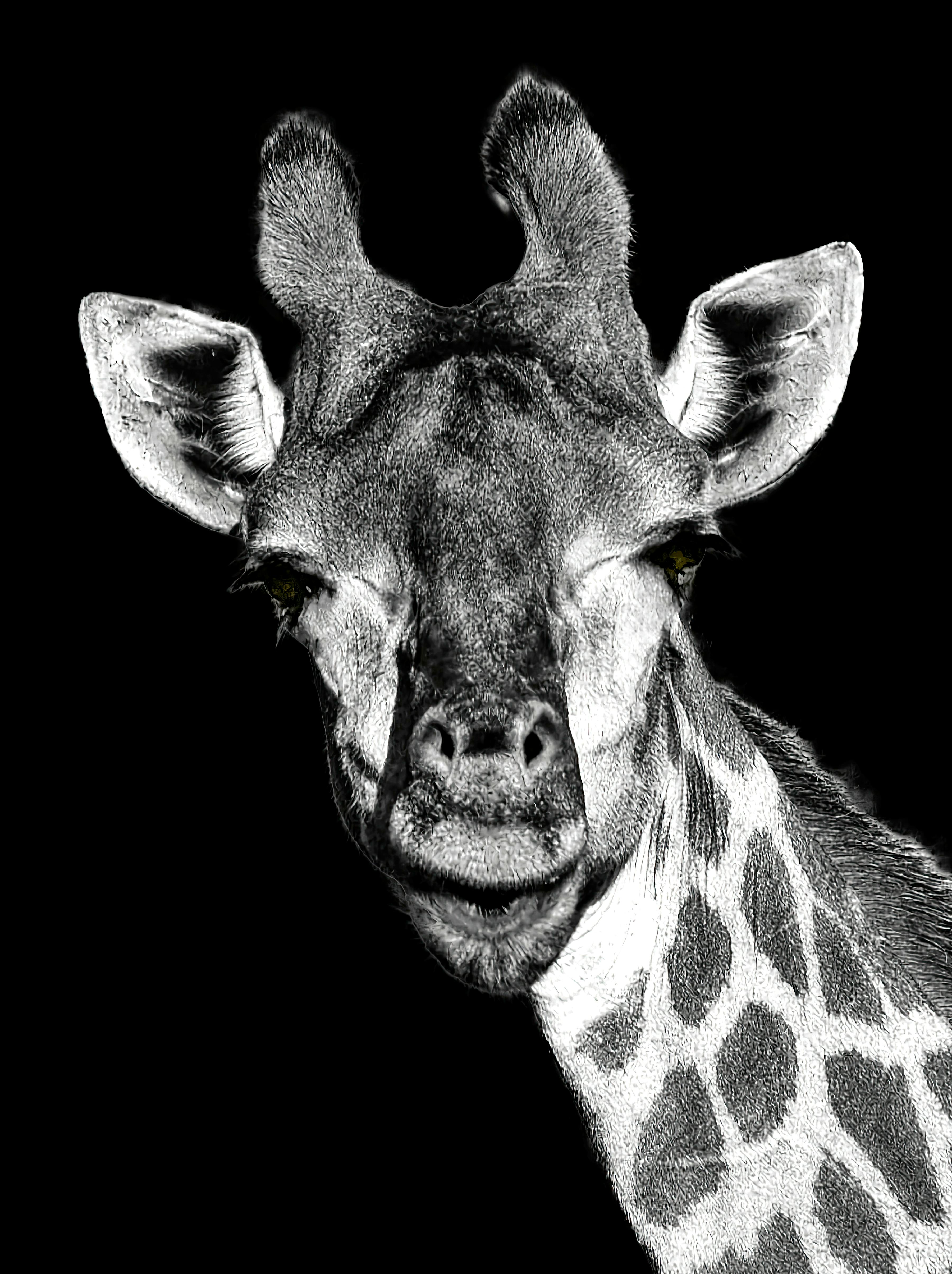 THOMAS PORTER - 攝影