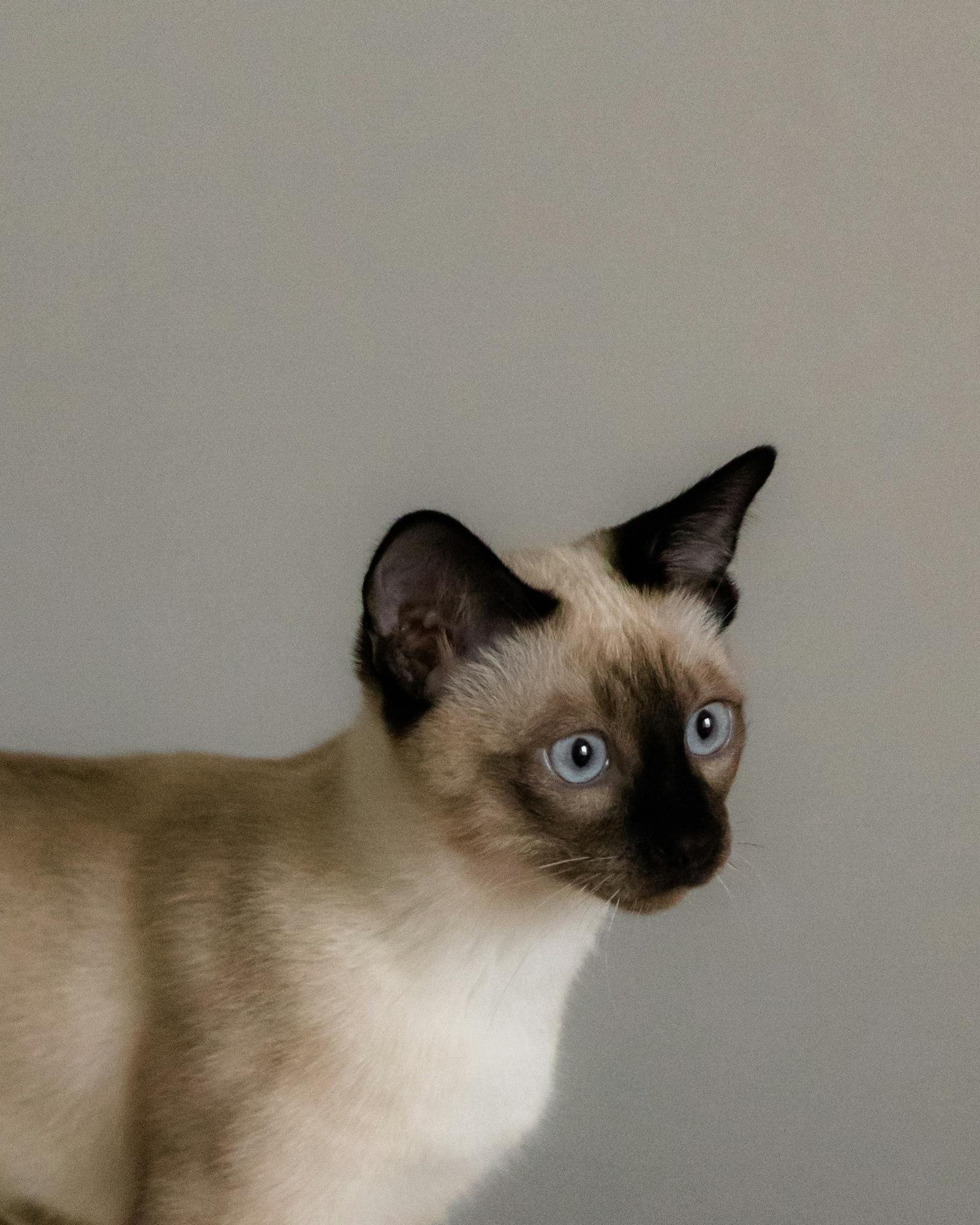 Side Profile Of A Cat Photos, Download The BEST Free Side Profile Of A ...