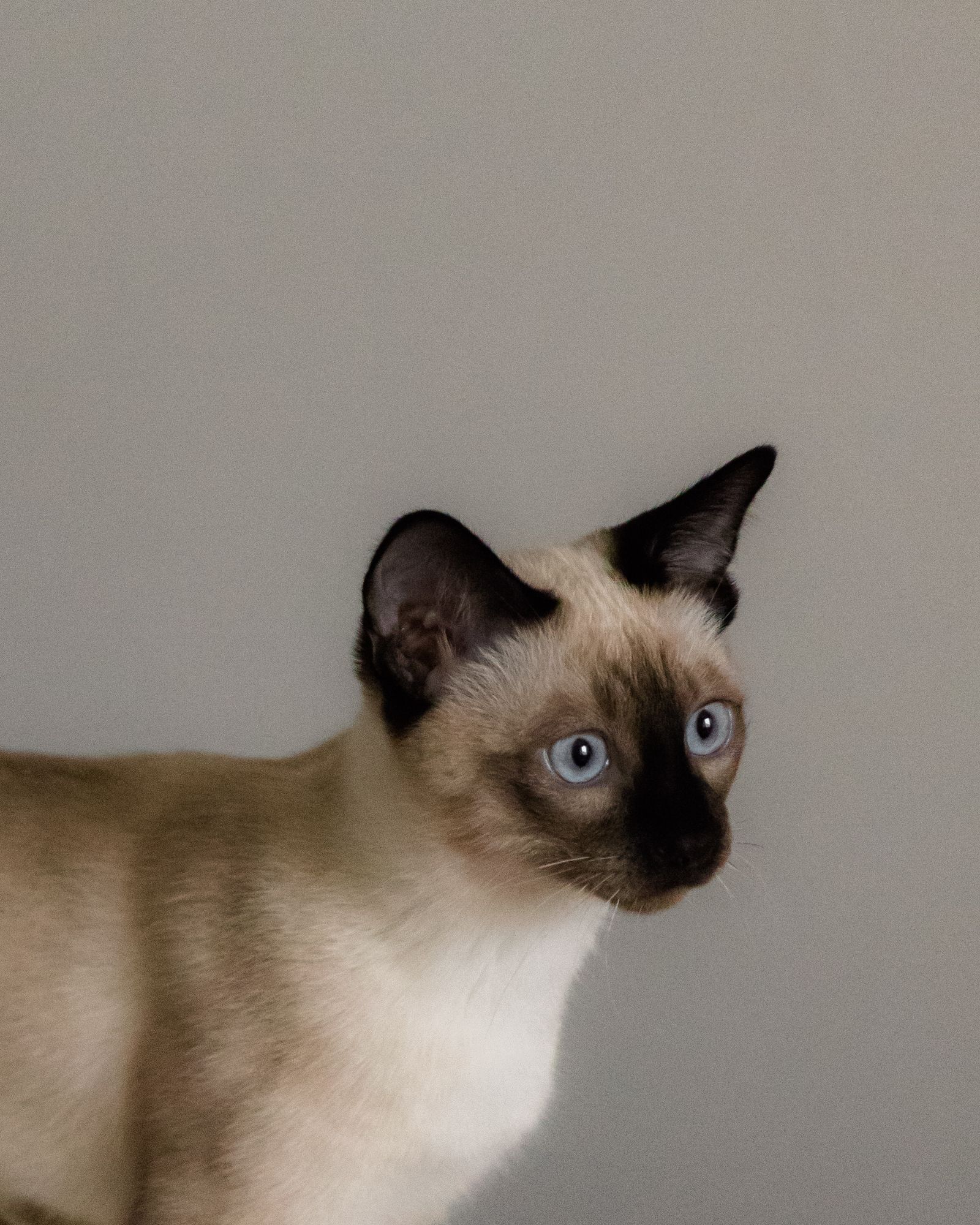 Siamese Cat Photos, Download The BEST Free Siamese Cat Stock Photos ...