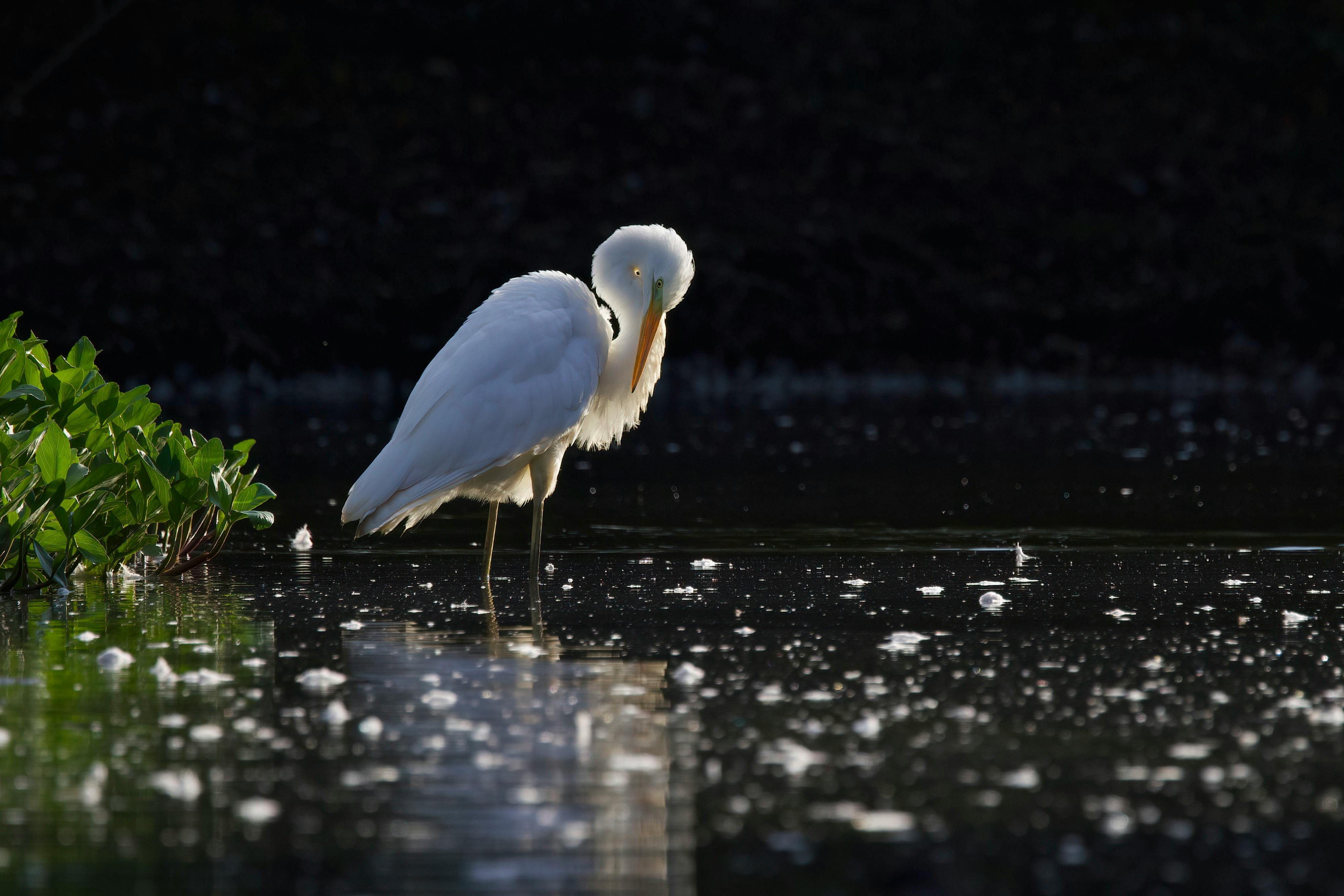 Top 3 Most Common Issue Photos, Download The BEST Free Top 3 Most ...