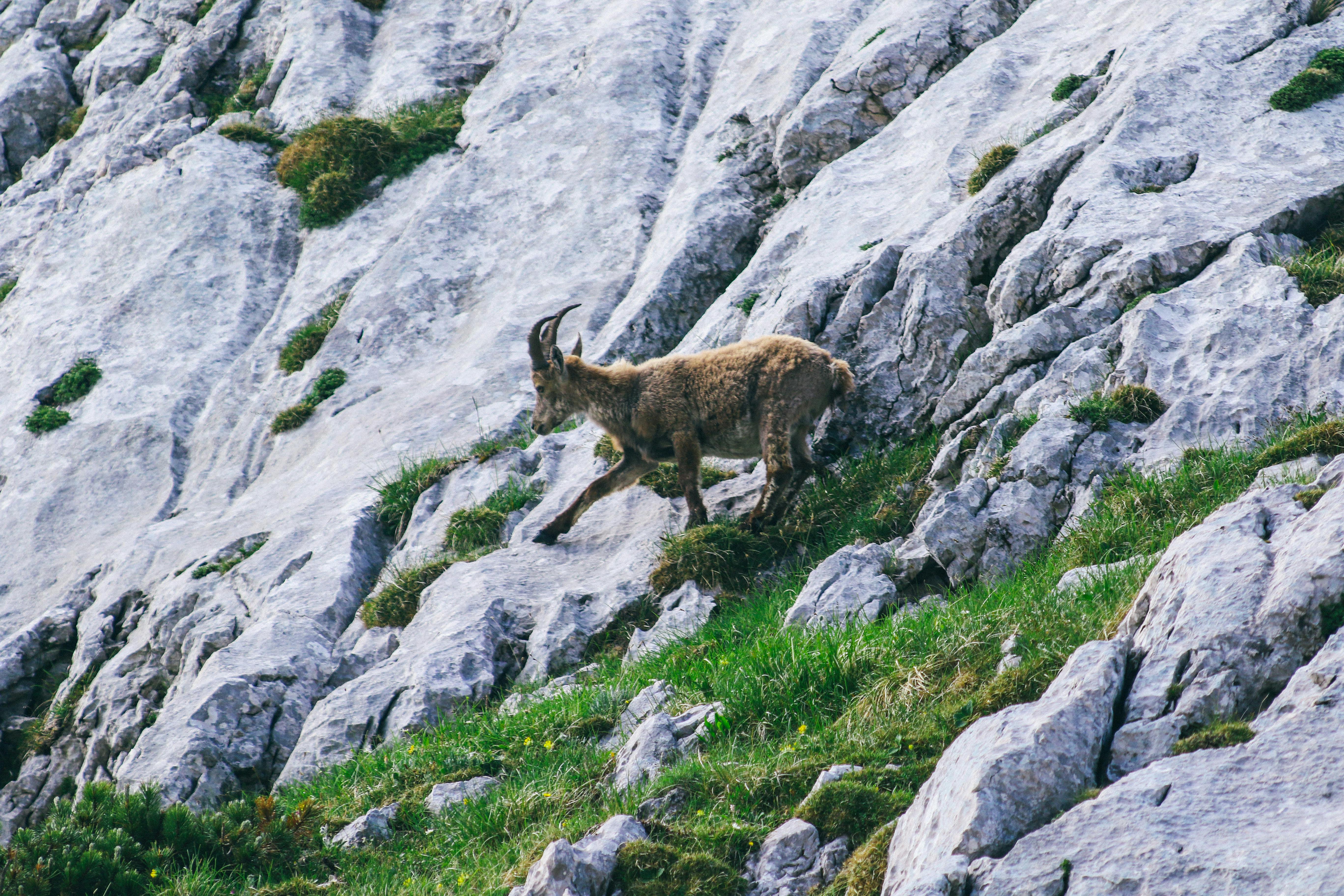 Alpine Ibex Leaping on Steep Cliff Wall · Free Stock Photo