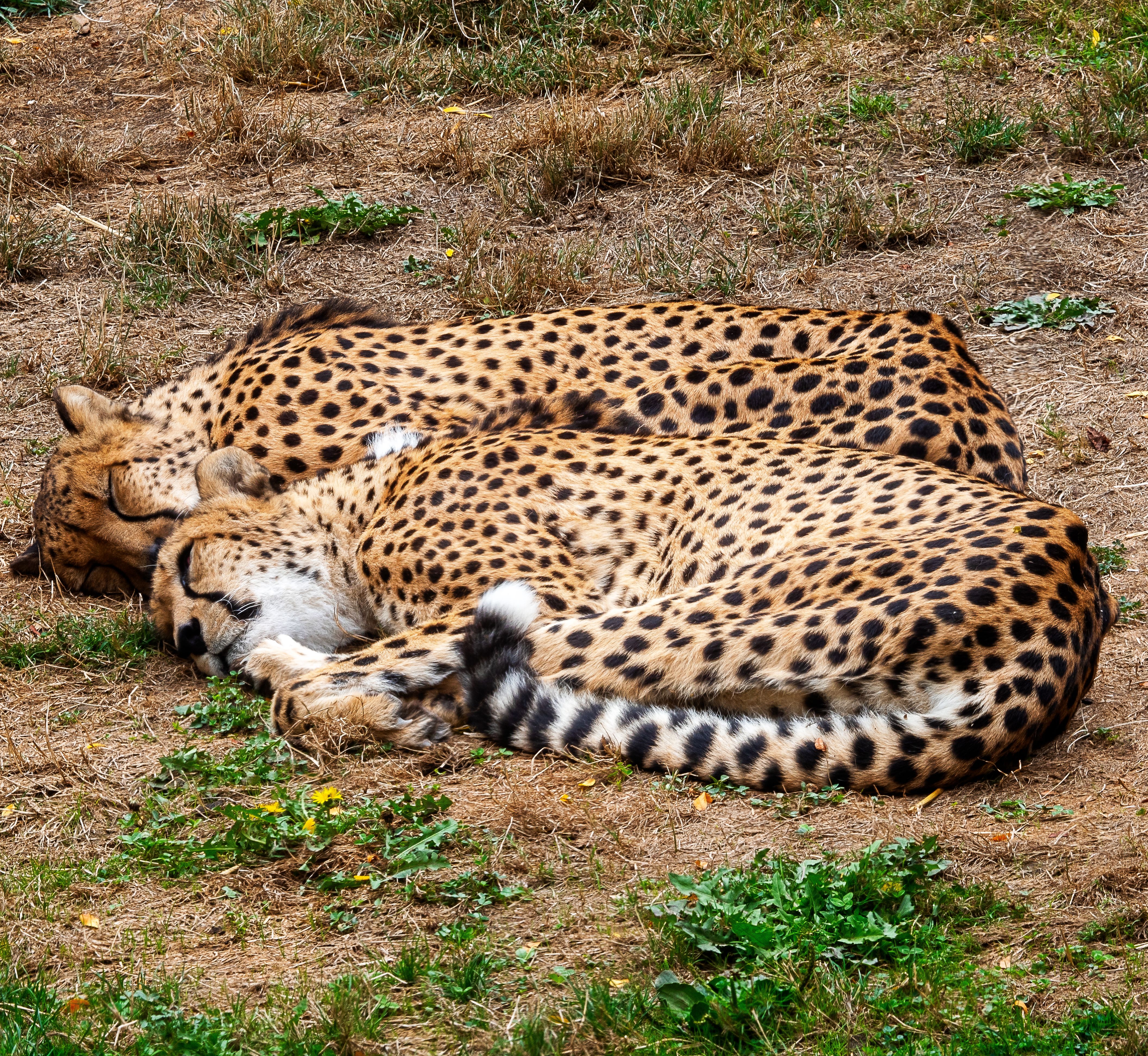 Two cheetahs are laying down on the ground · Free Stock Photo