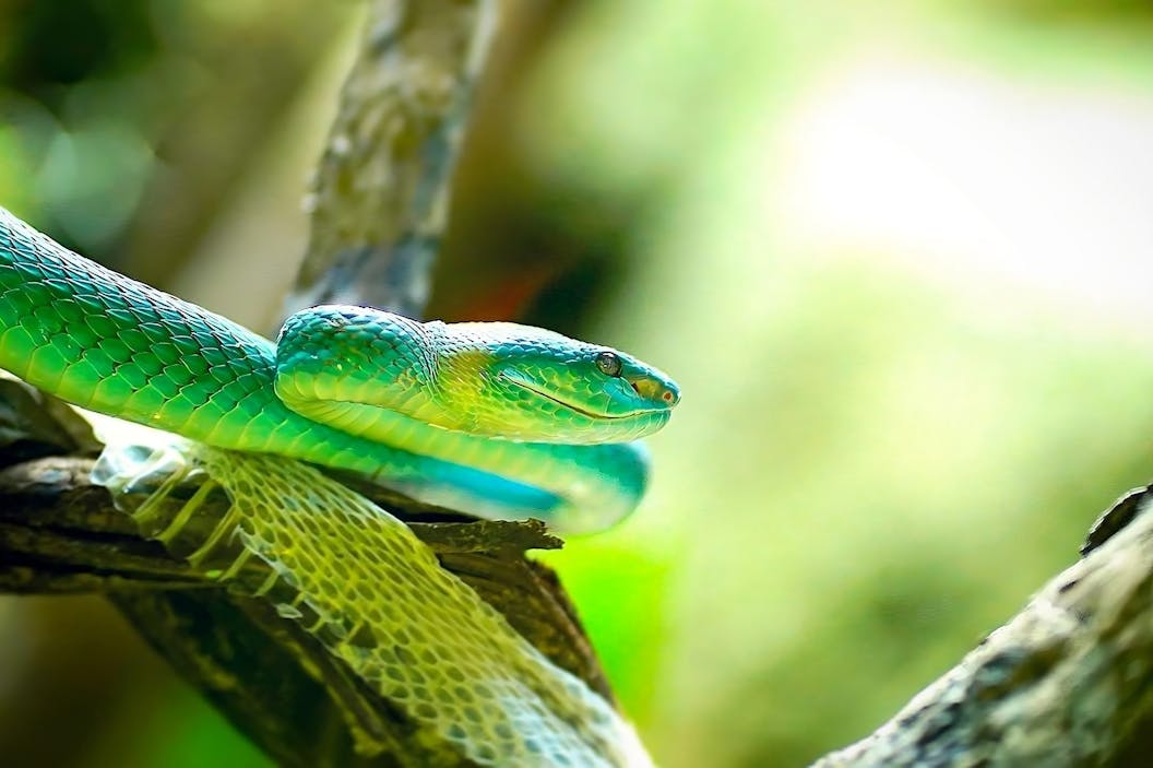 Crotalinae: Meet the World's Pit Vipers and Their Habits