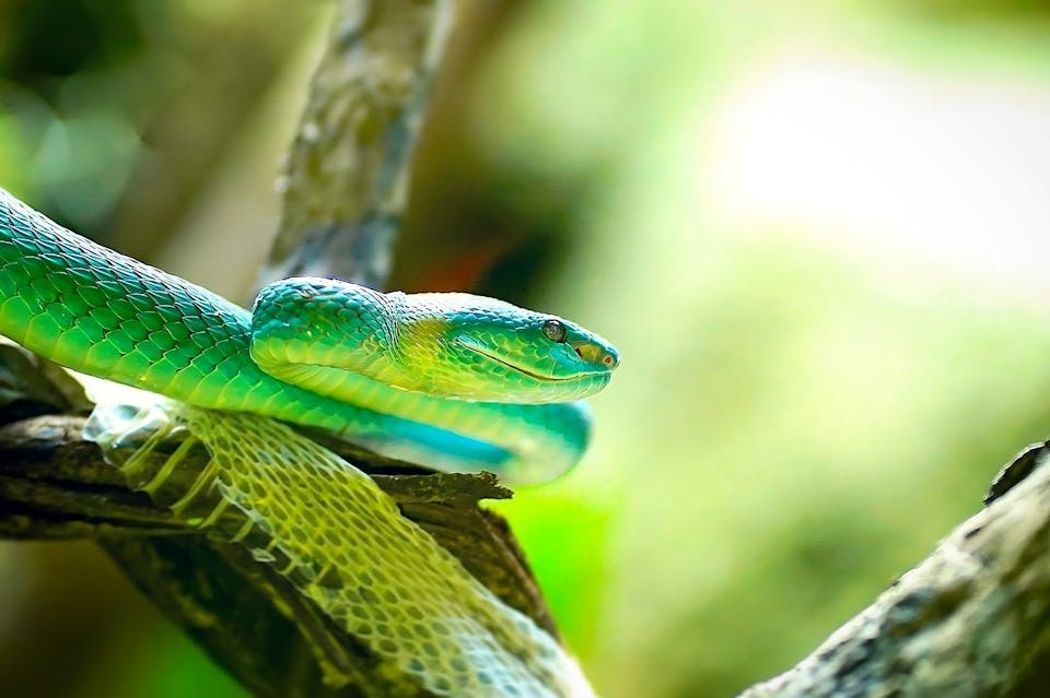 Elapid vs Viper Snakes: Key Differences Explained