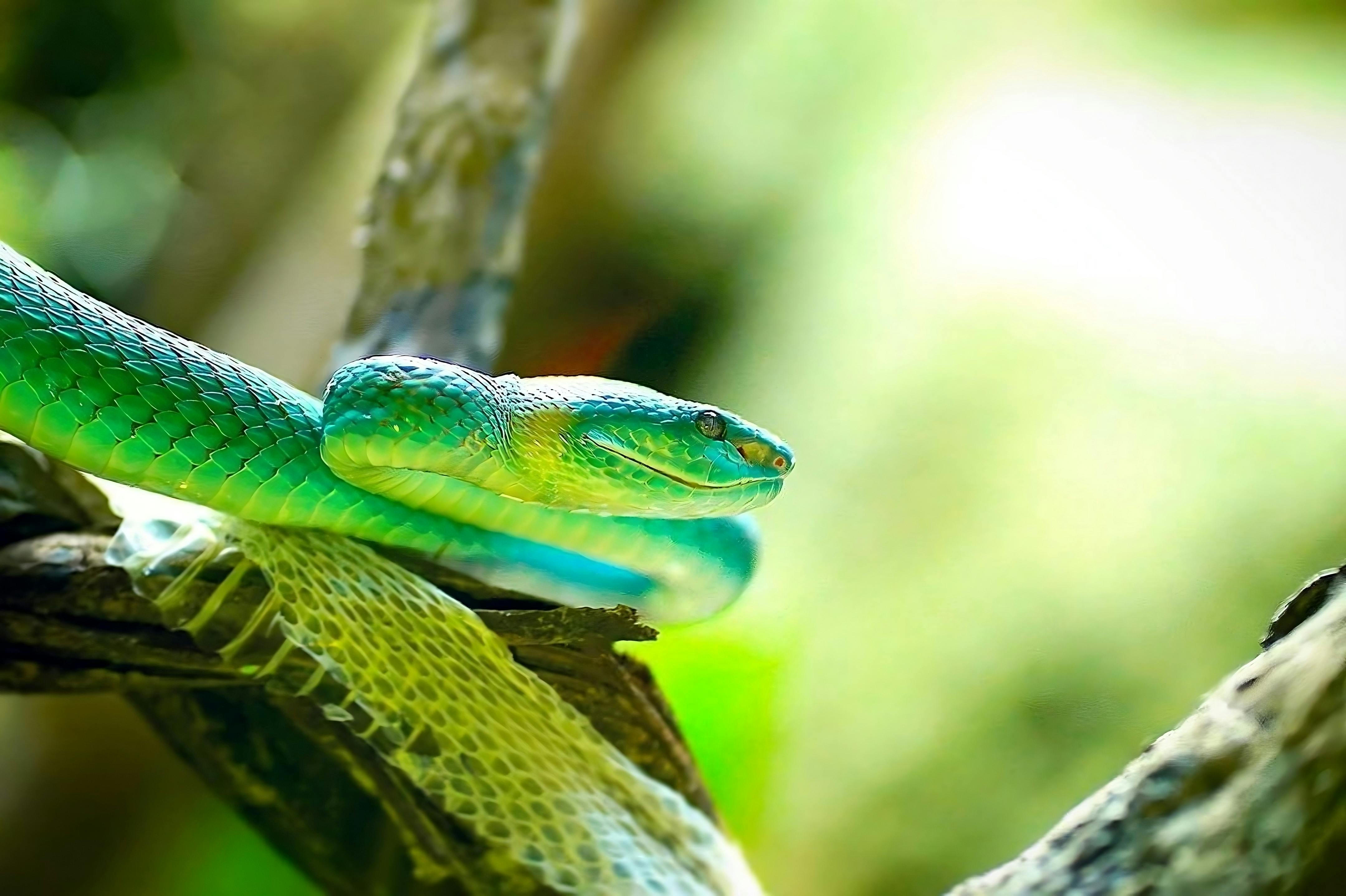 Indonesian Pit Viper Photos, Download The BEST Free Indonesian Pit ...