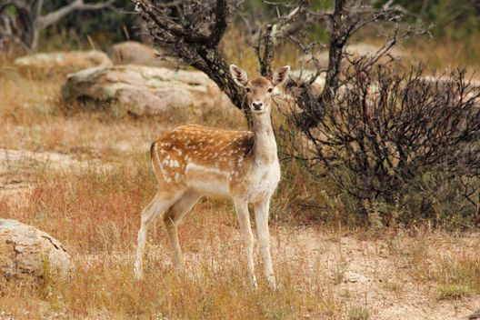 Himalayan Musk Deer Habitat, Diet, and Daily Life