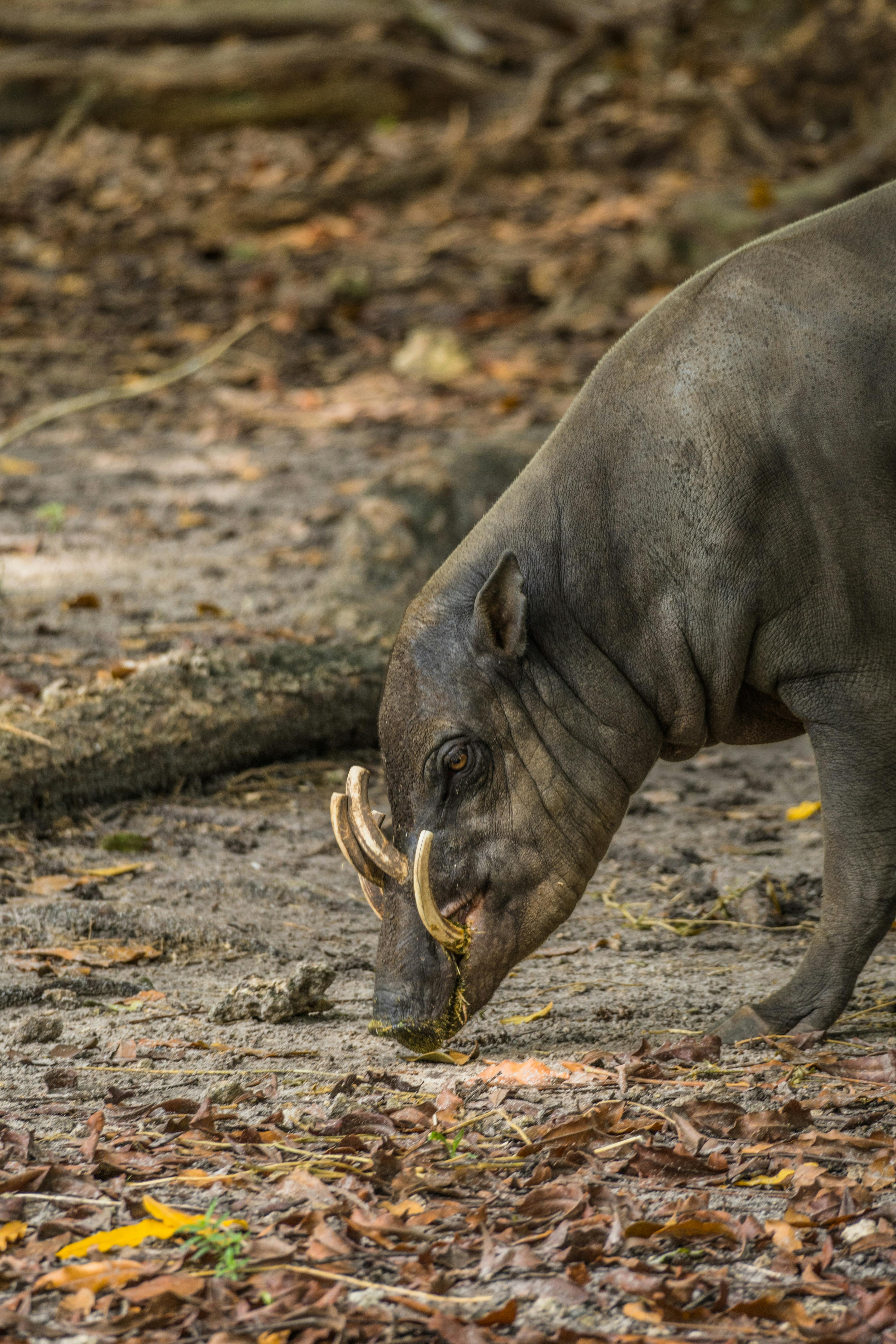 North Sulawesi Babirusa Searching for Food · Free Stock Photo
