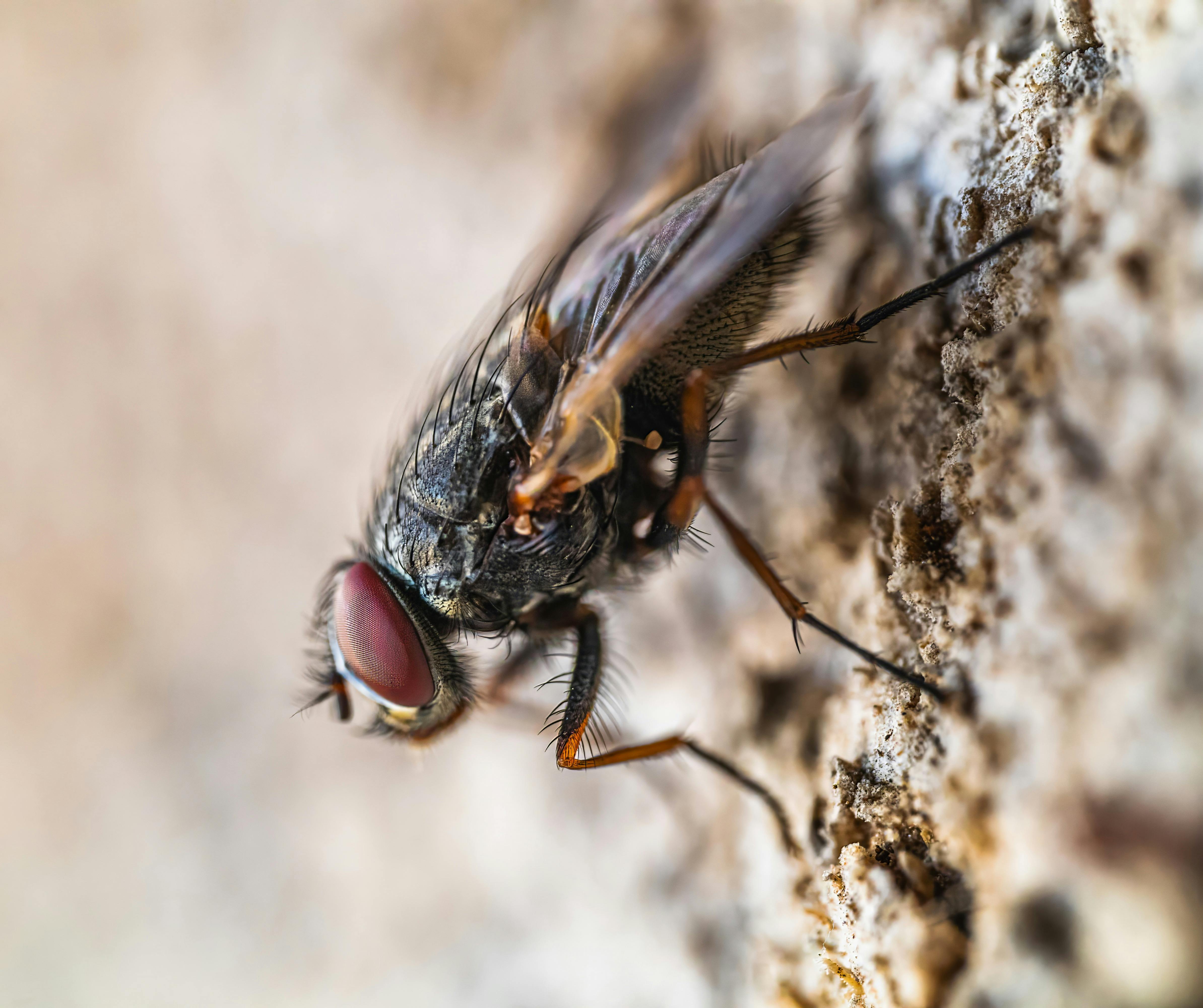 Fly Fly Photos, Download The BEST Free Fly Fly Stock Photos & HD Images