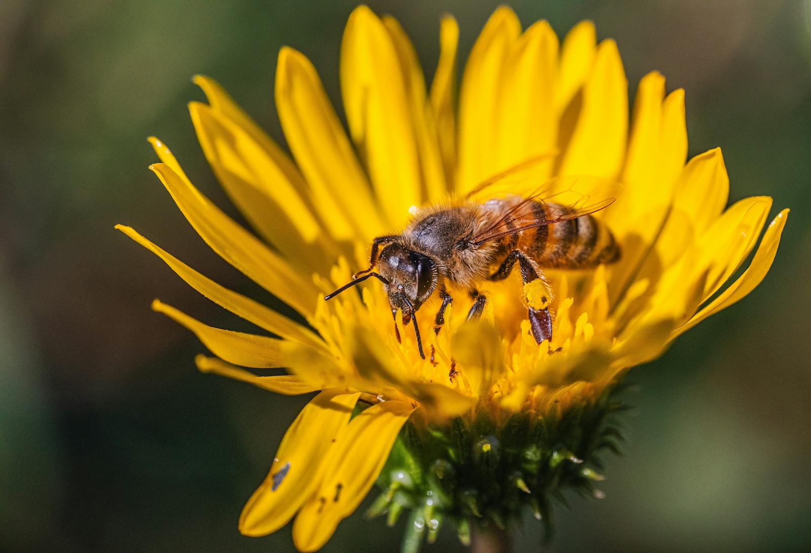 2,000+张最精彩的“Paal Bee”图片 · 100%免费下载 · Pexels素材图片