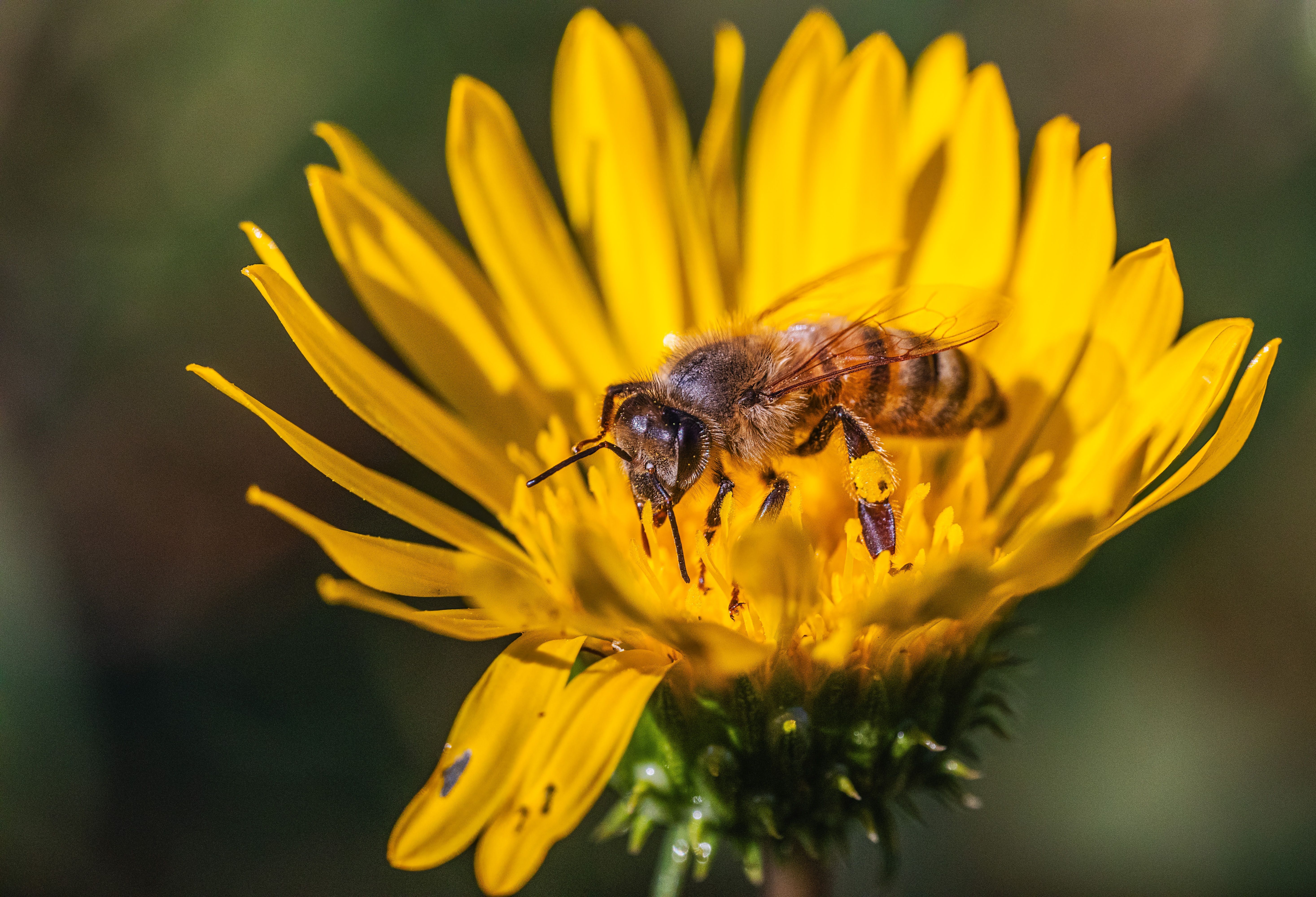 Fly Drinking Nectar from a Flower · Free Stock Photo