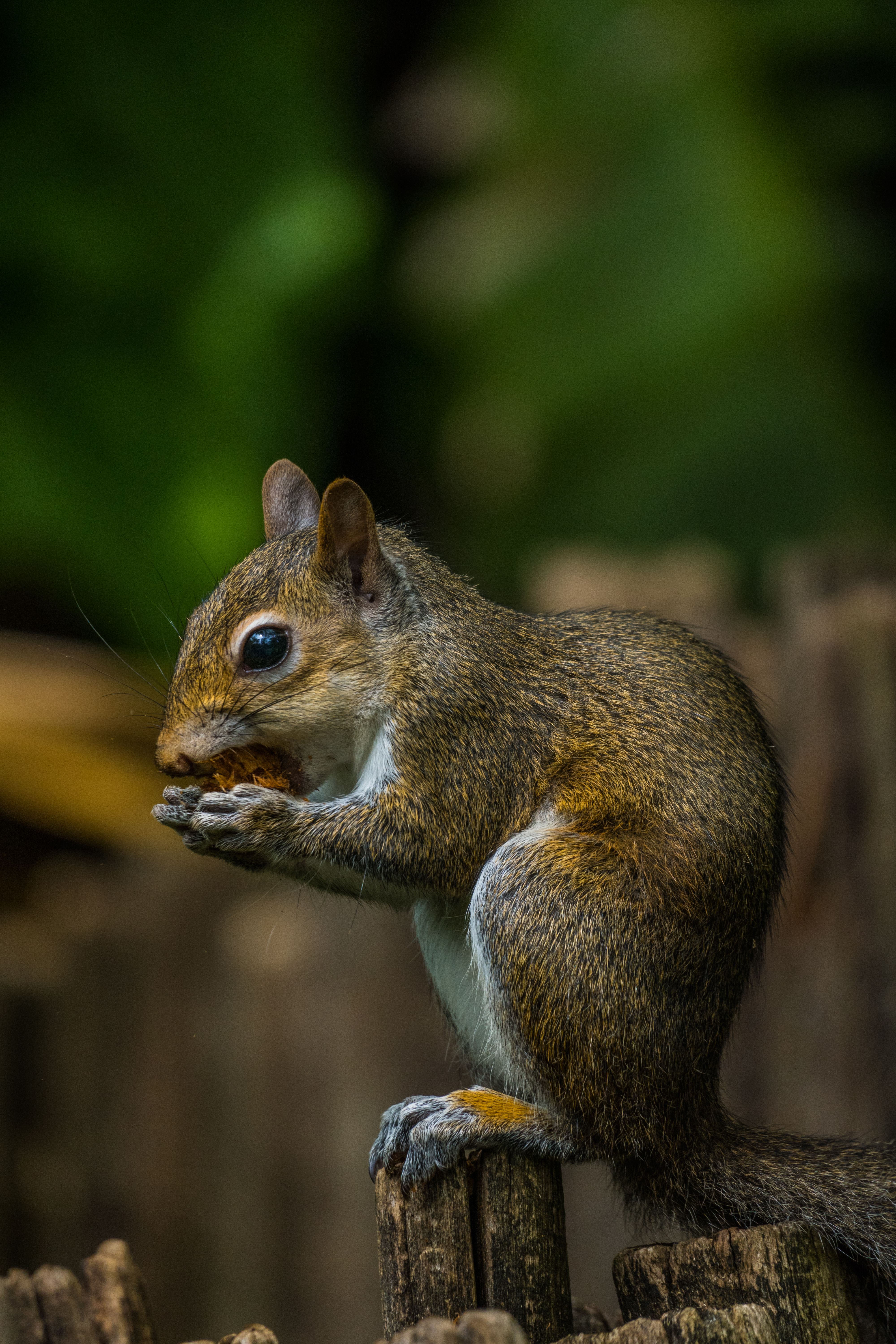 Squirrel in a Forest · Free Stock Photo