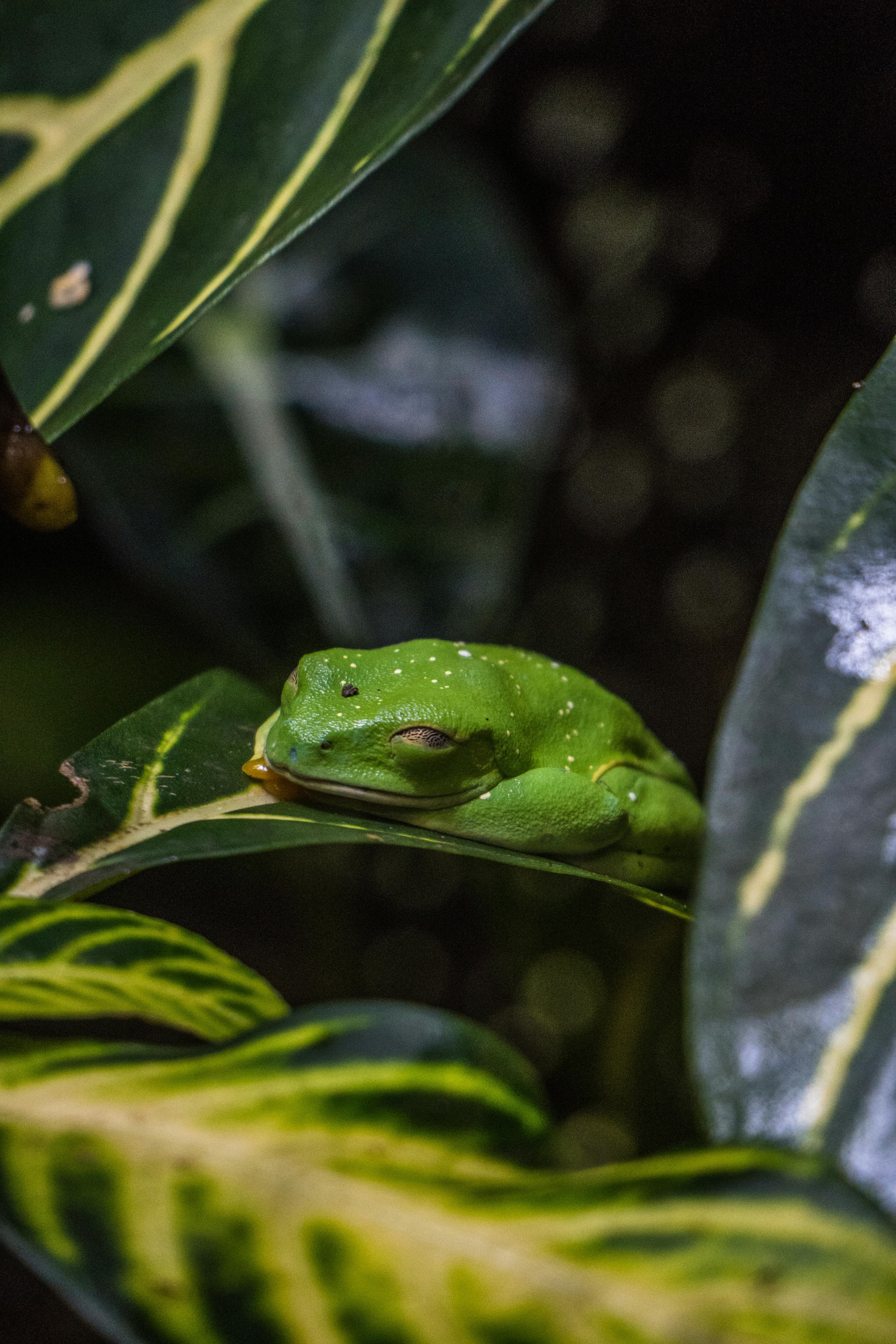 Mexican Leaf Frog · Free Stock Photo