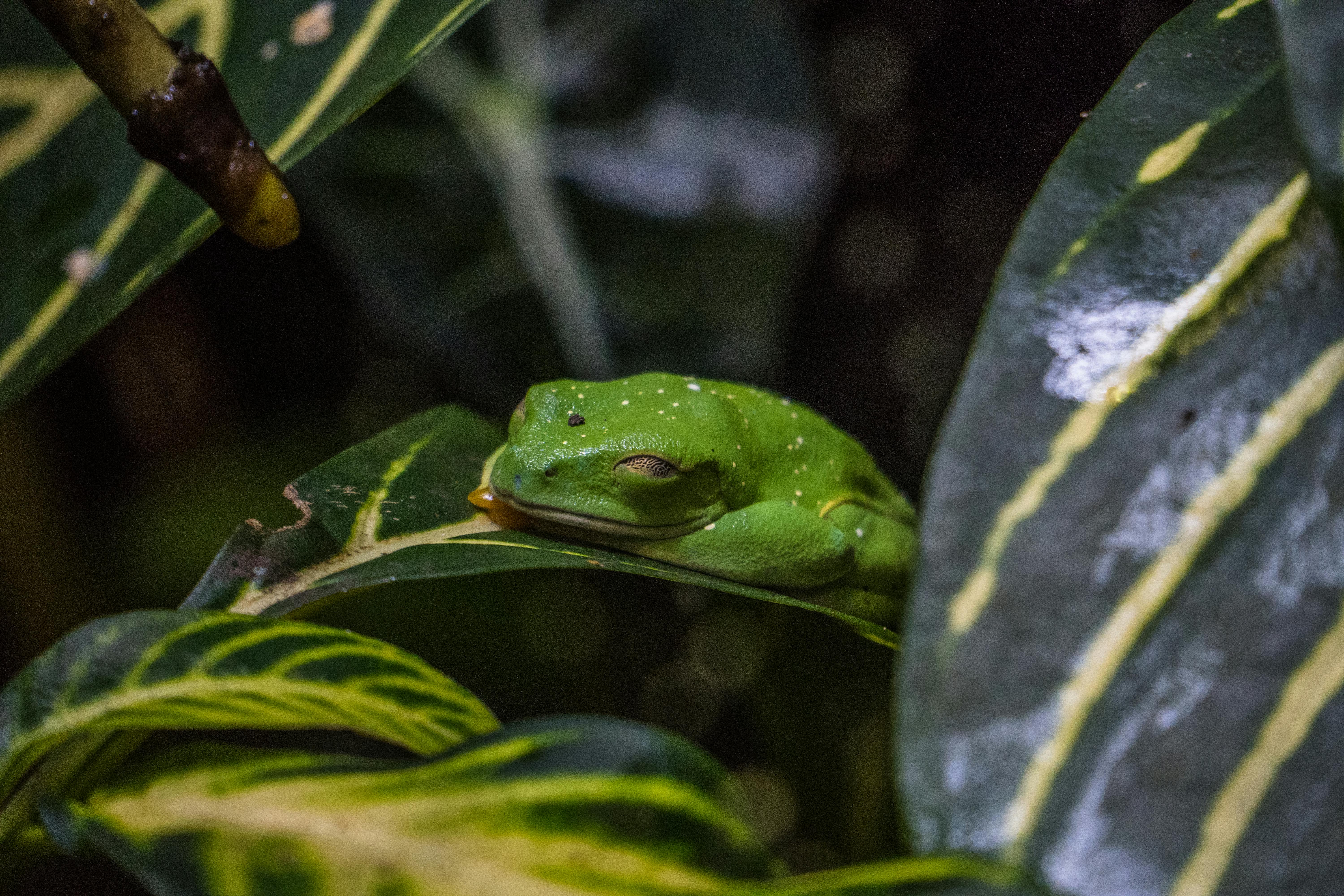 Close-up of Green Frog · Free Stock Photo