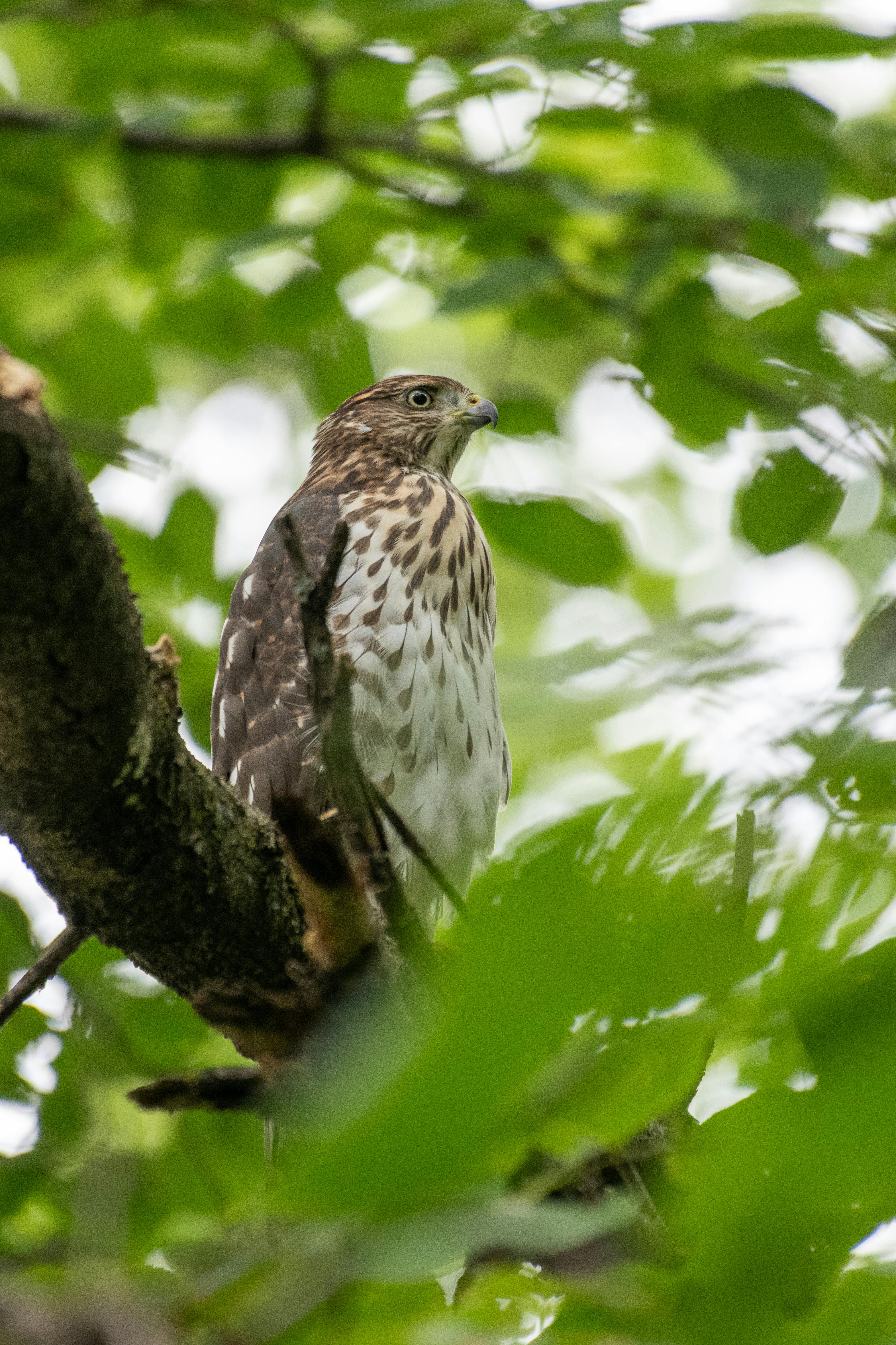 Hawk on Tree · Free Stock Photo