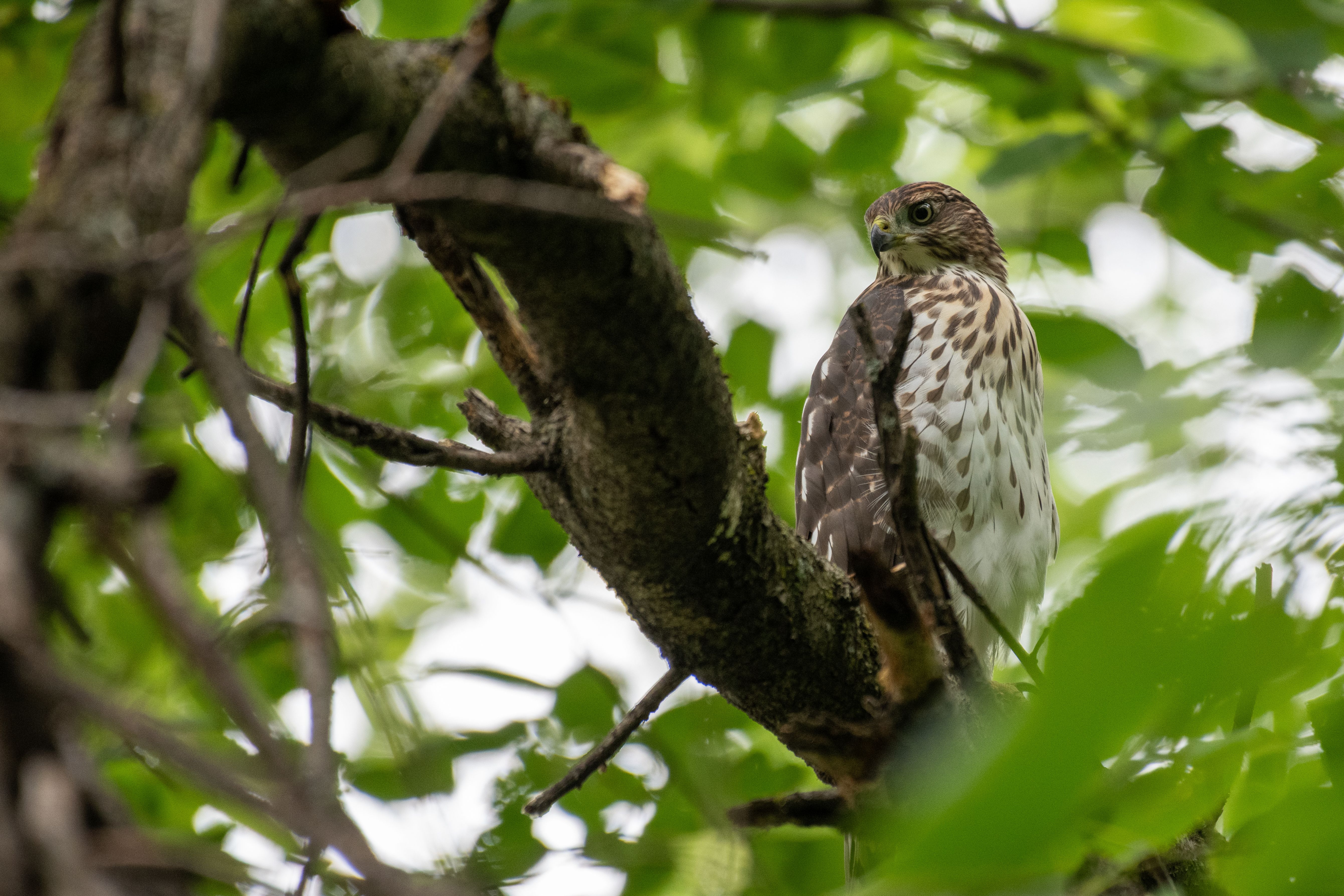 Red Tailed Hawk Perching on Branch · Free Stock Photo