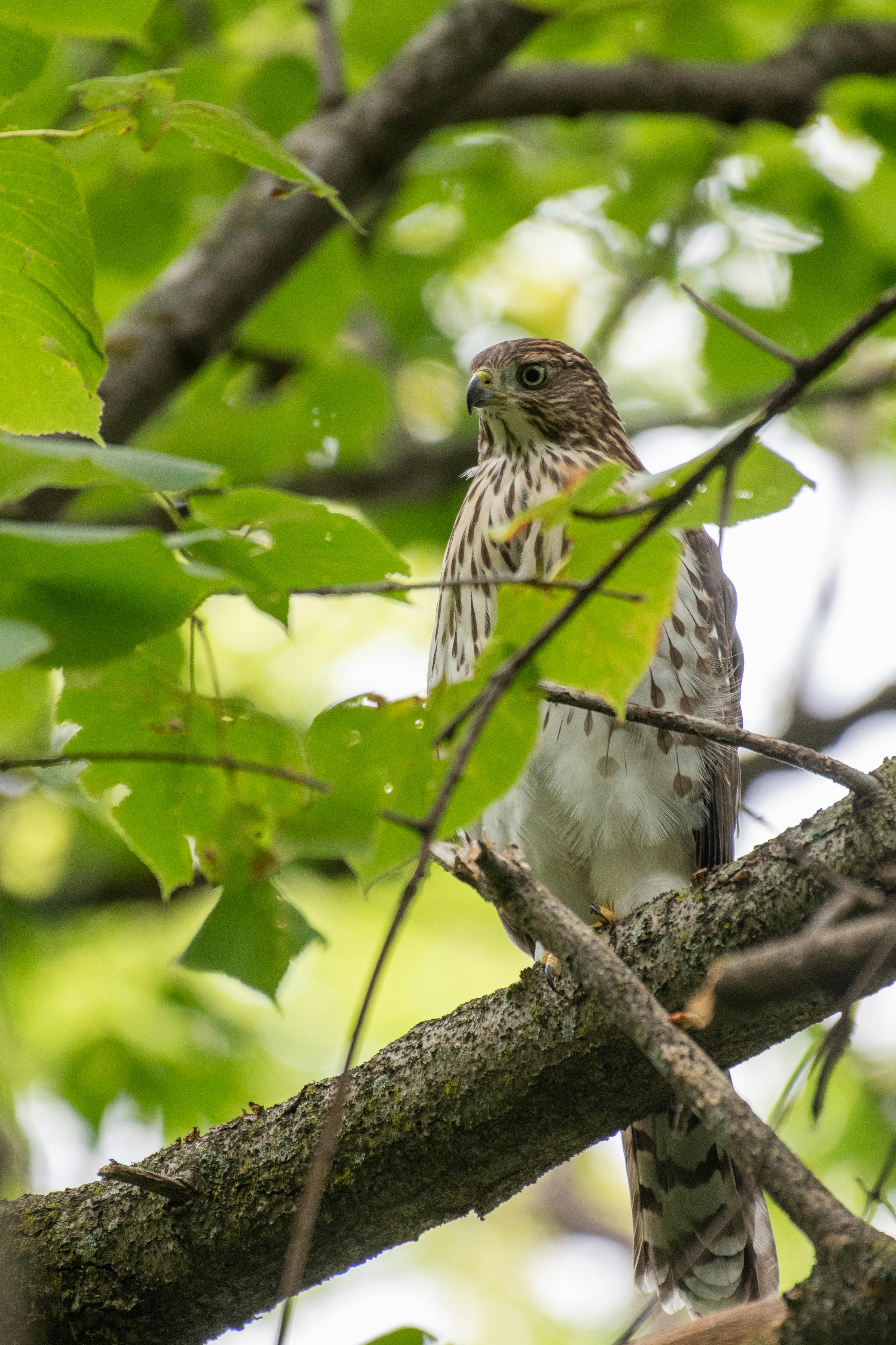 Brown Hawk on Focus Photo · Free Stock Photo