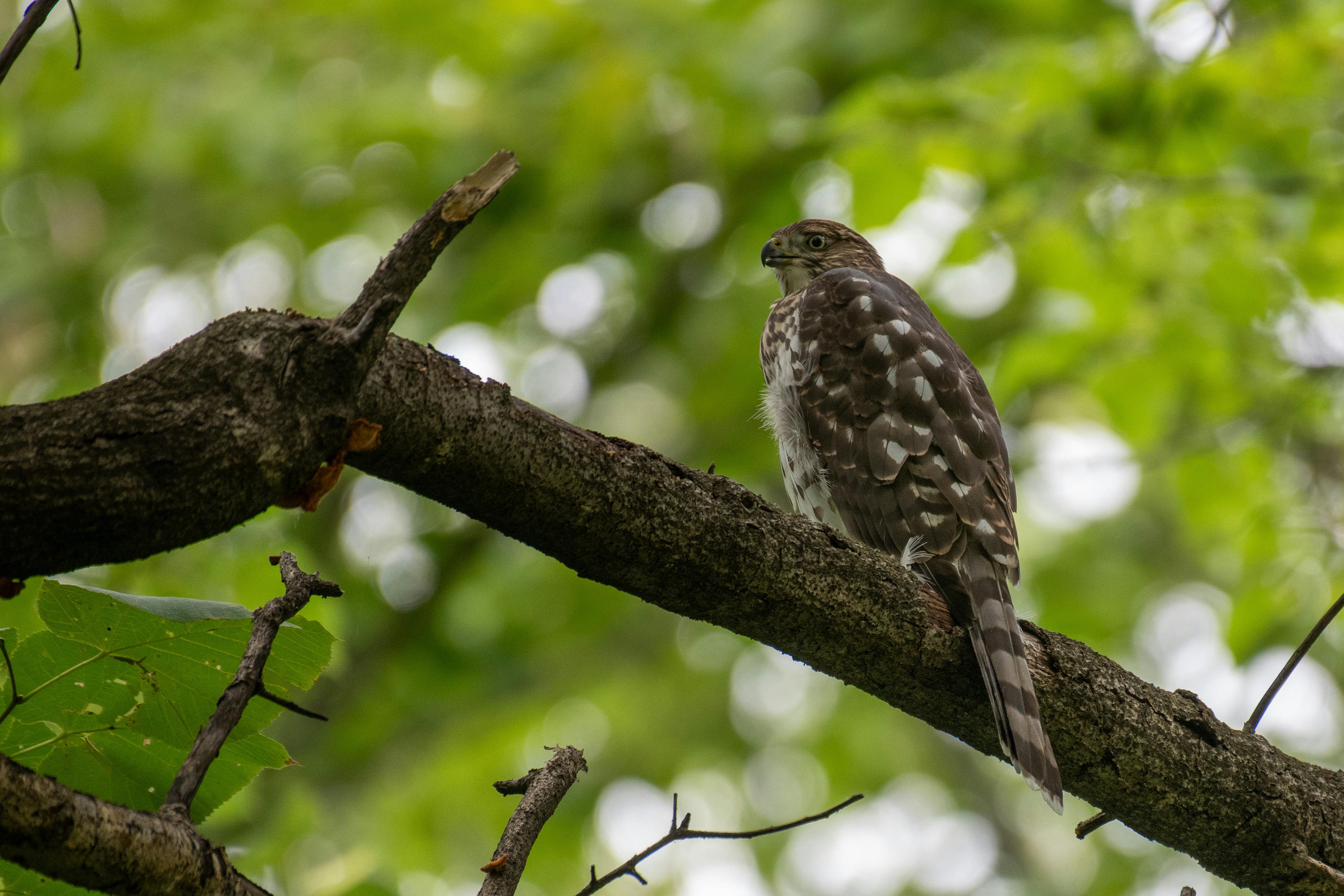 Red Tailed Hawk on Branch of Tree · Free Stock Photo