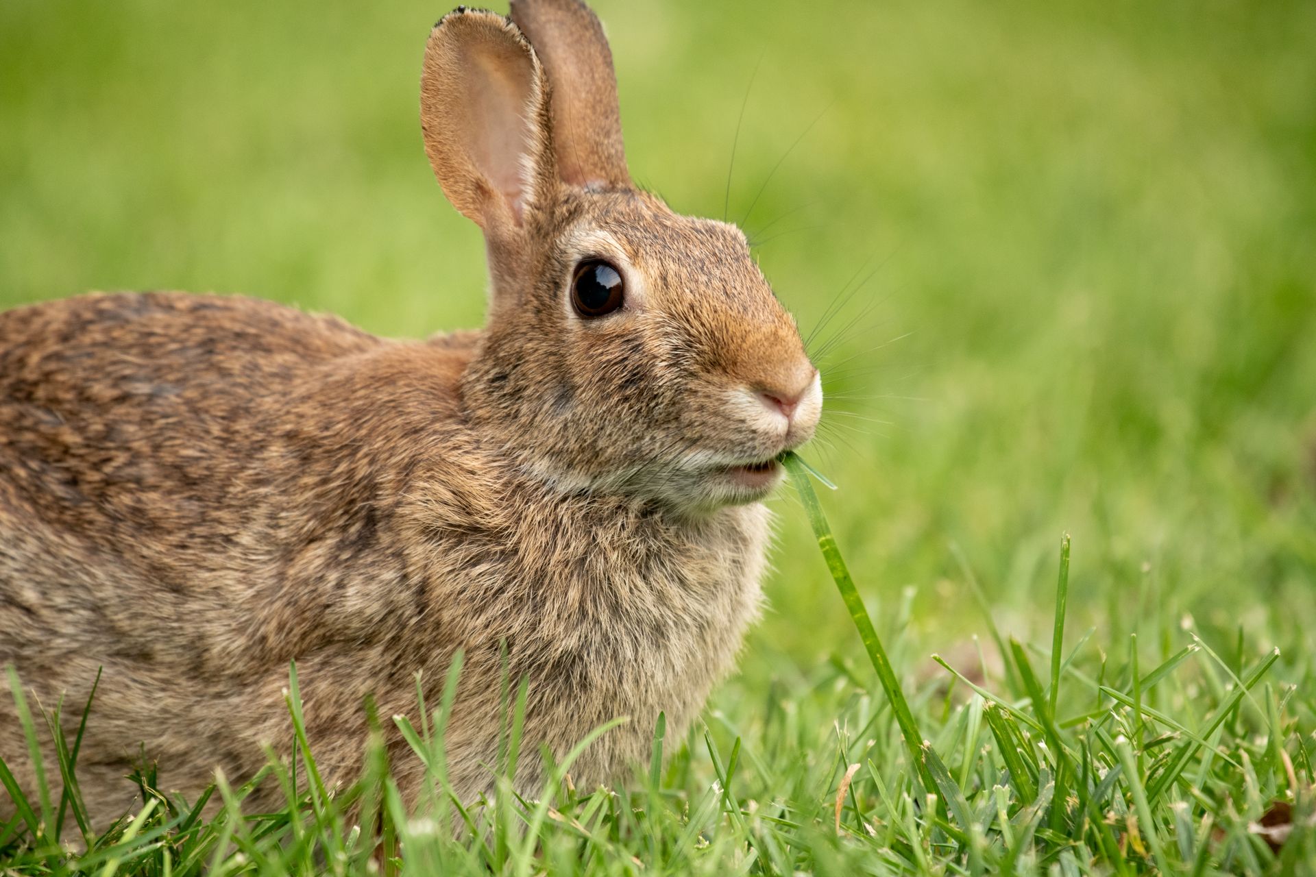 Sylvilagus floridanus Reproduction, Habitat, and Care Guide