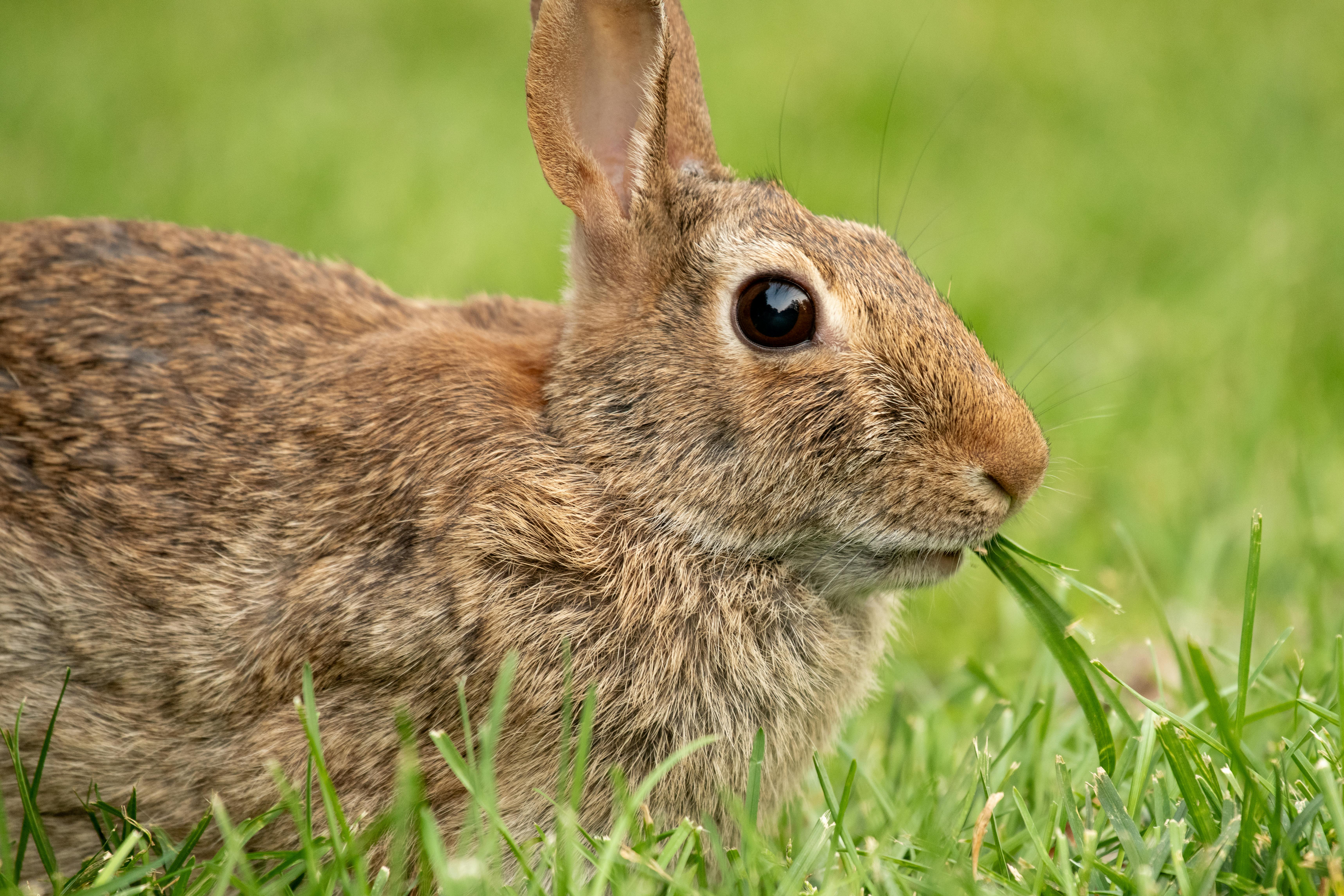 Eastern Cottontail Rabbit on Grass · Free Stock Photo