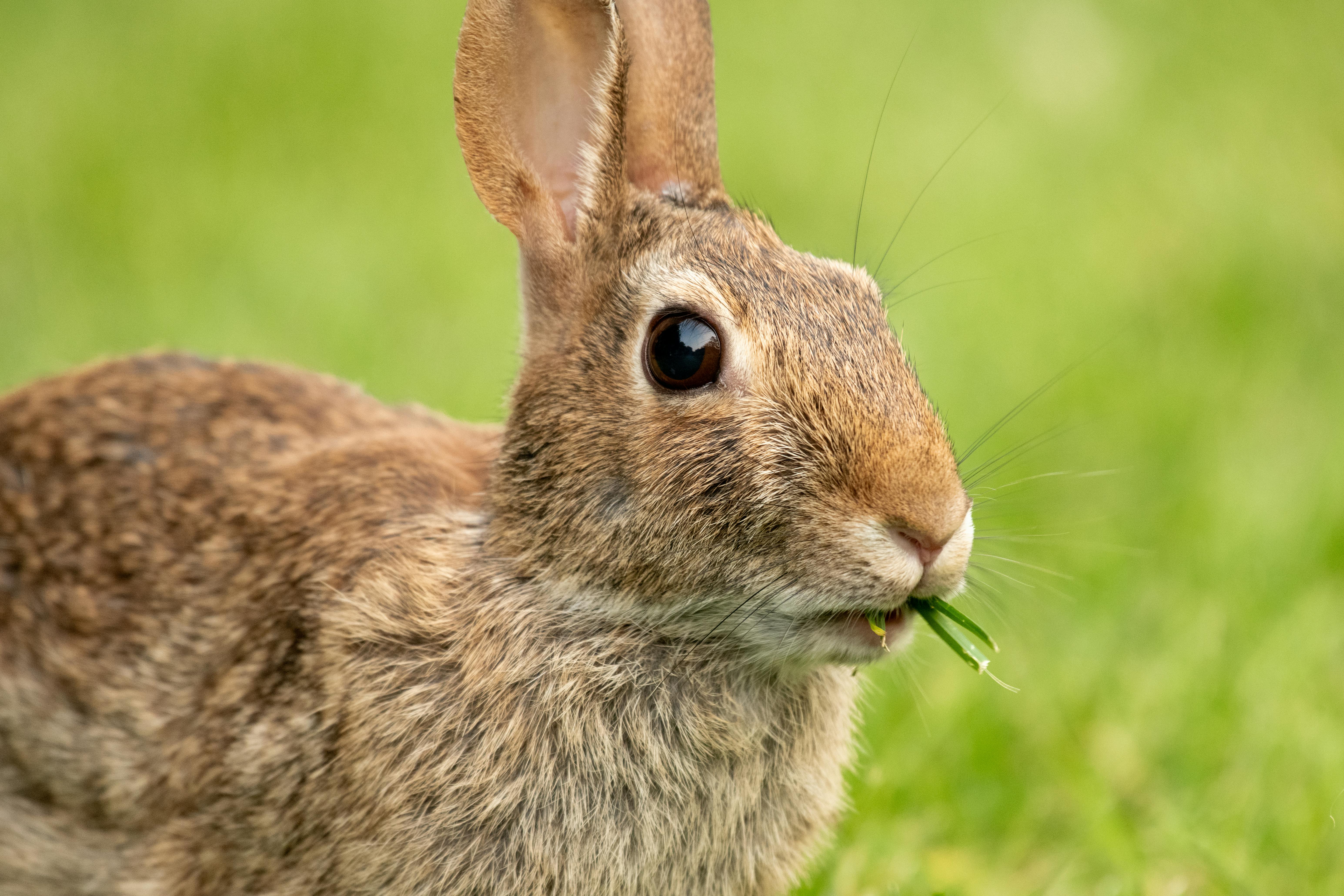 Cute Rabbit Eating Grass · Free Stock Photo