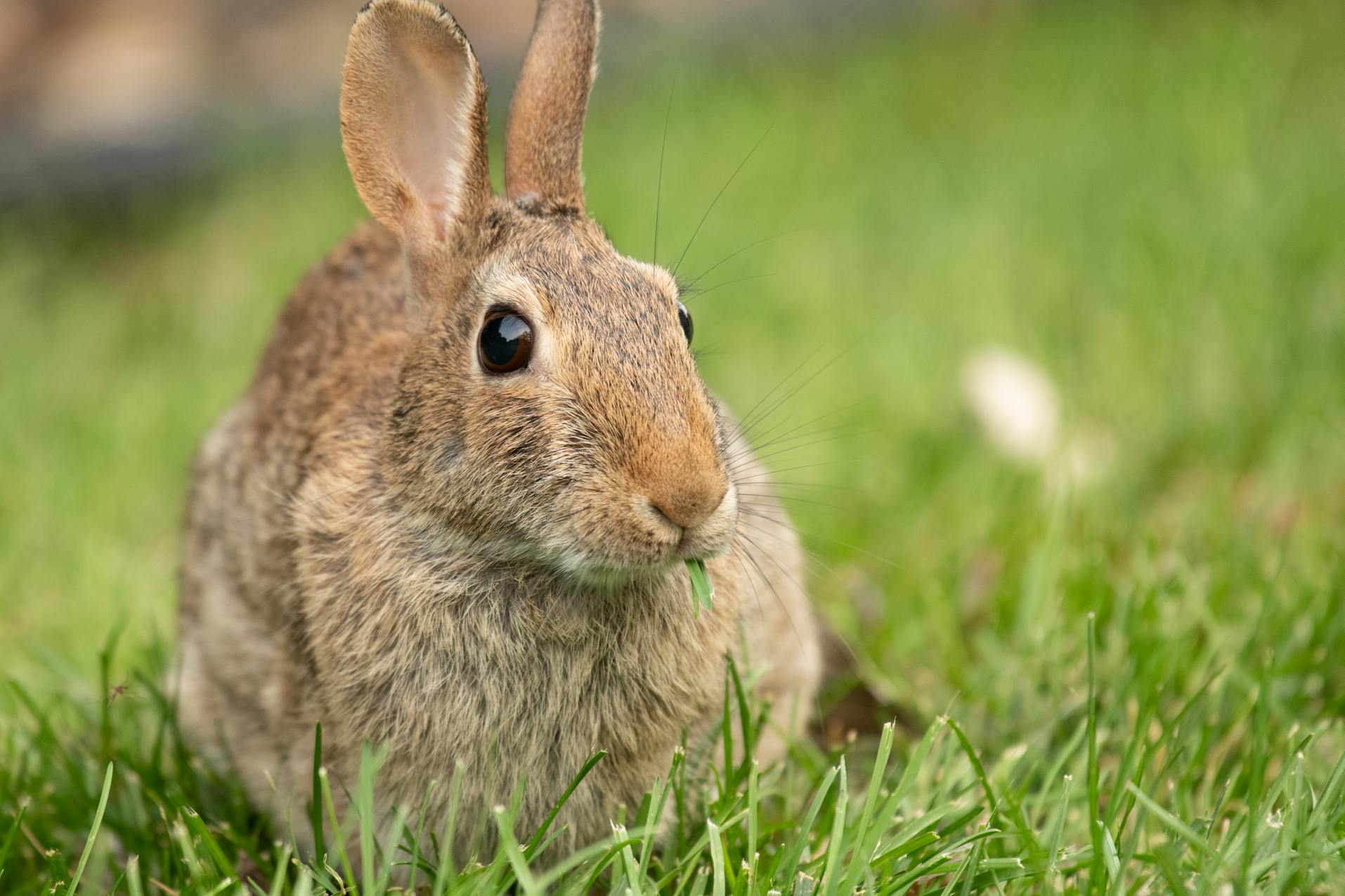 New England Cottontail vs Eastern Cottontail Differences
