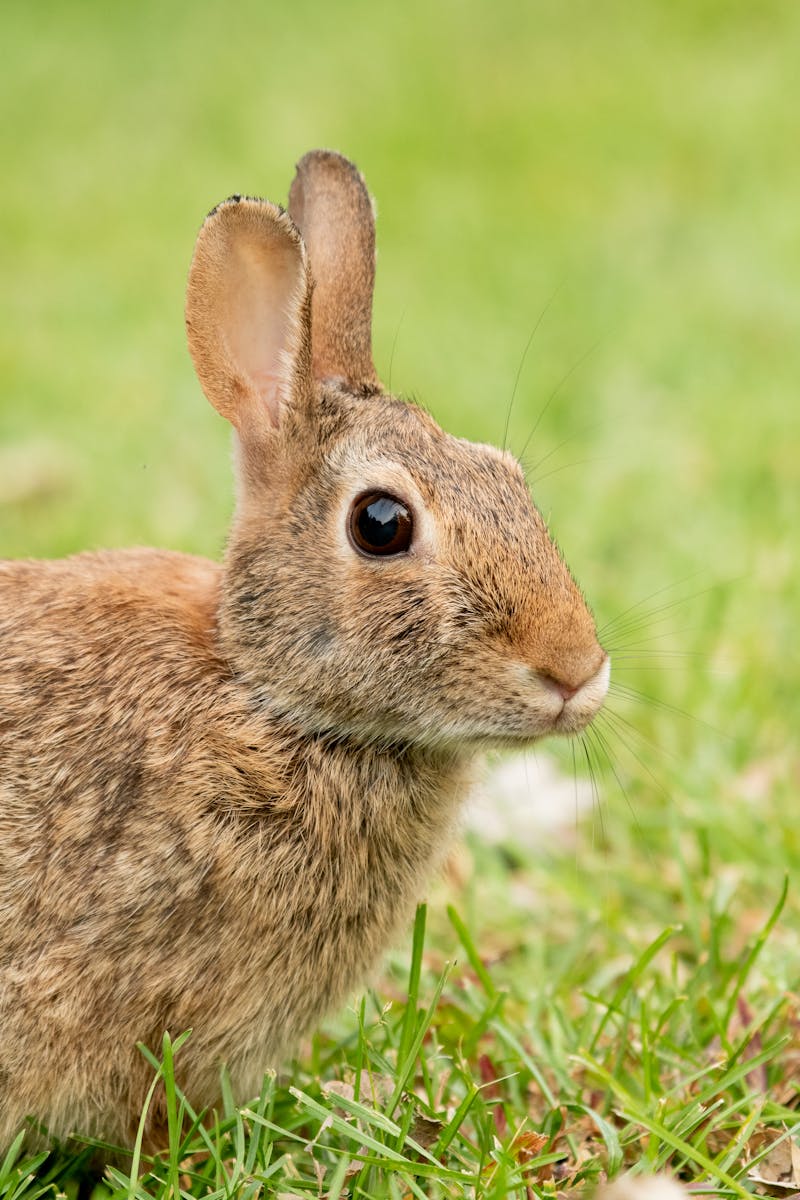 Rabbit Face Photos, Download The BEST Free Rabbit Face Stock Photos ...