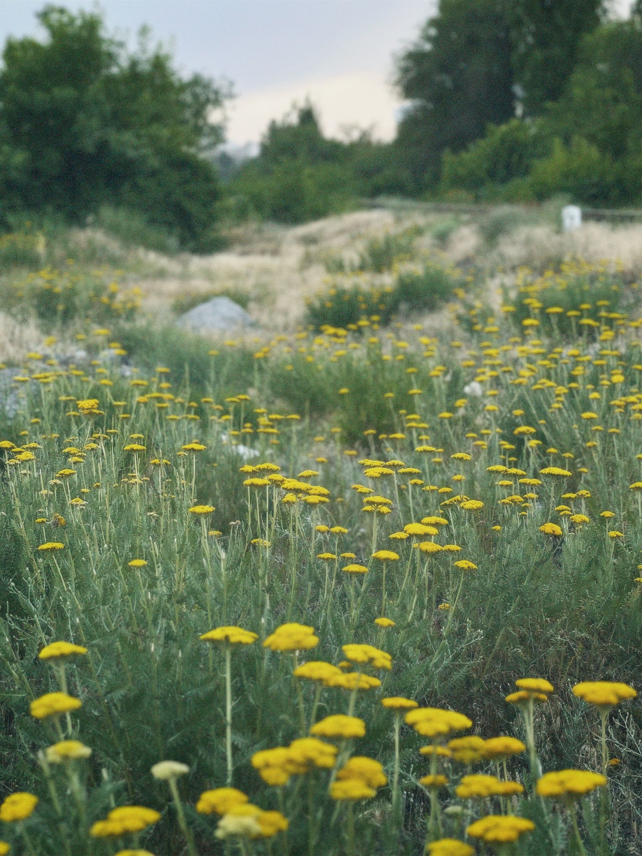 Yellow Flowers on Meadow and Trees in Background · Free Stock Photo