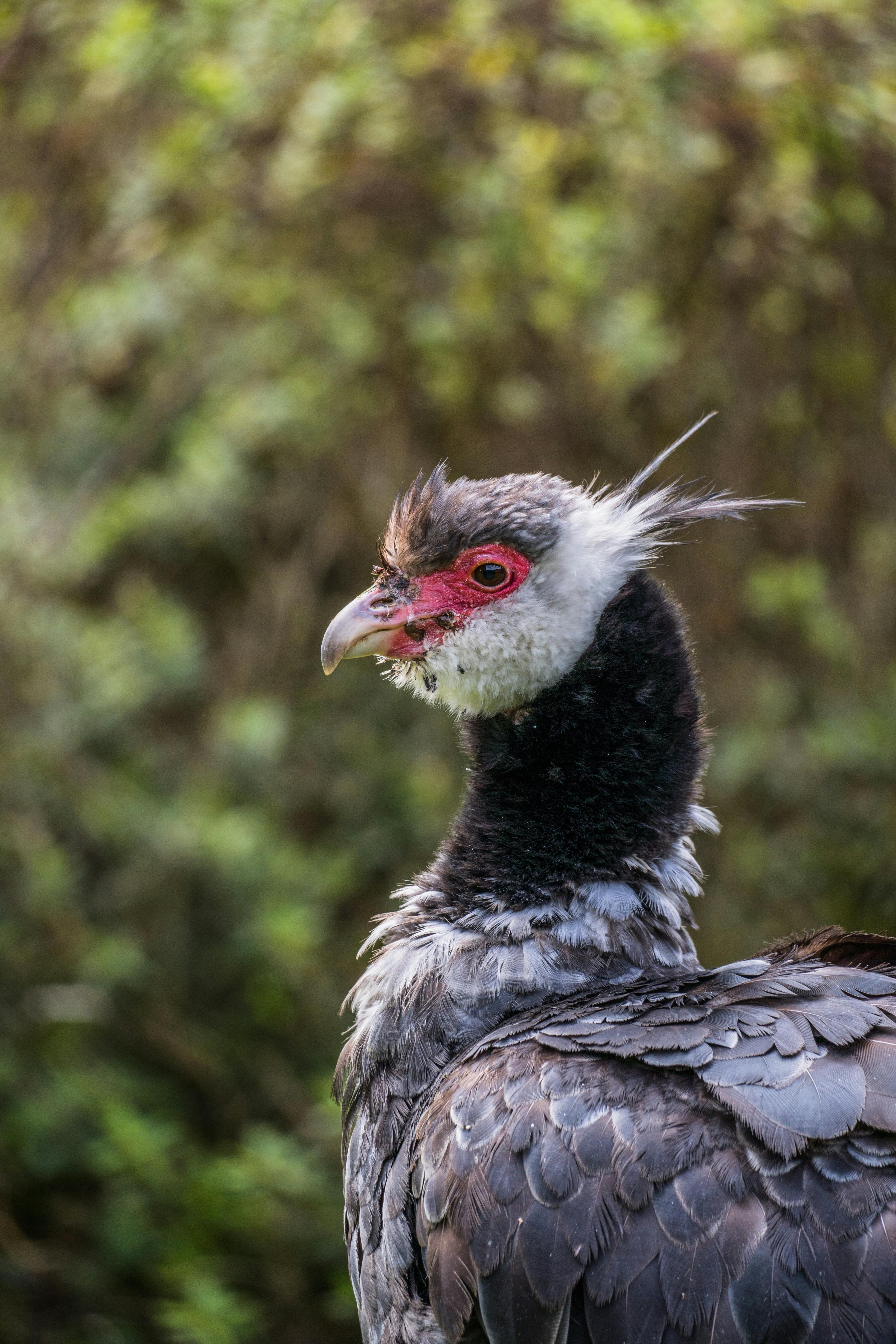 Portrait of Wing Claw on a Field · Free Stock Photo