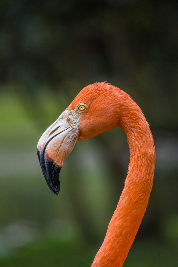 Flamingo Bird Photos, Download The BEST Free Flamingo Bird Stock Photos ...