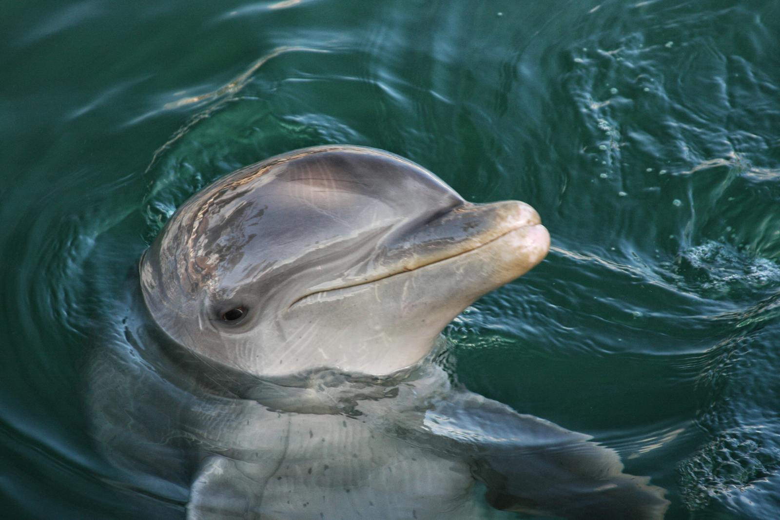 Dolphin Face Photos, Download The BEST Free Dolphin Face Stock Photos ...