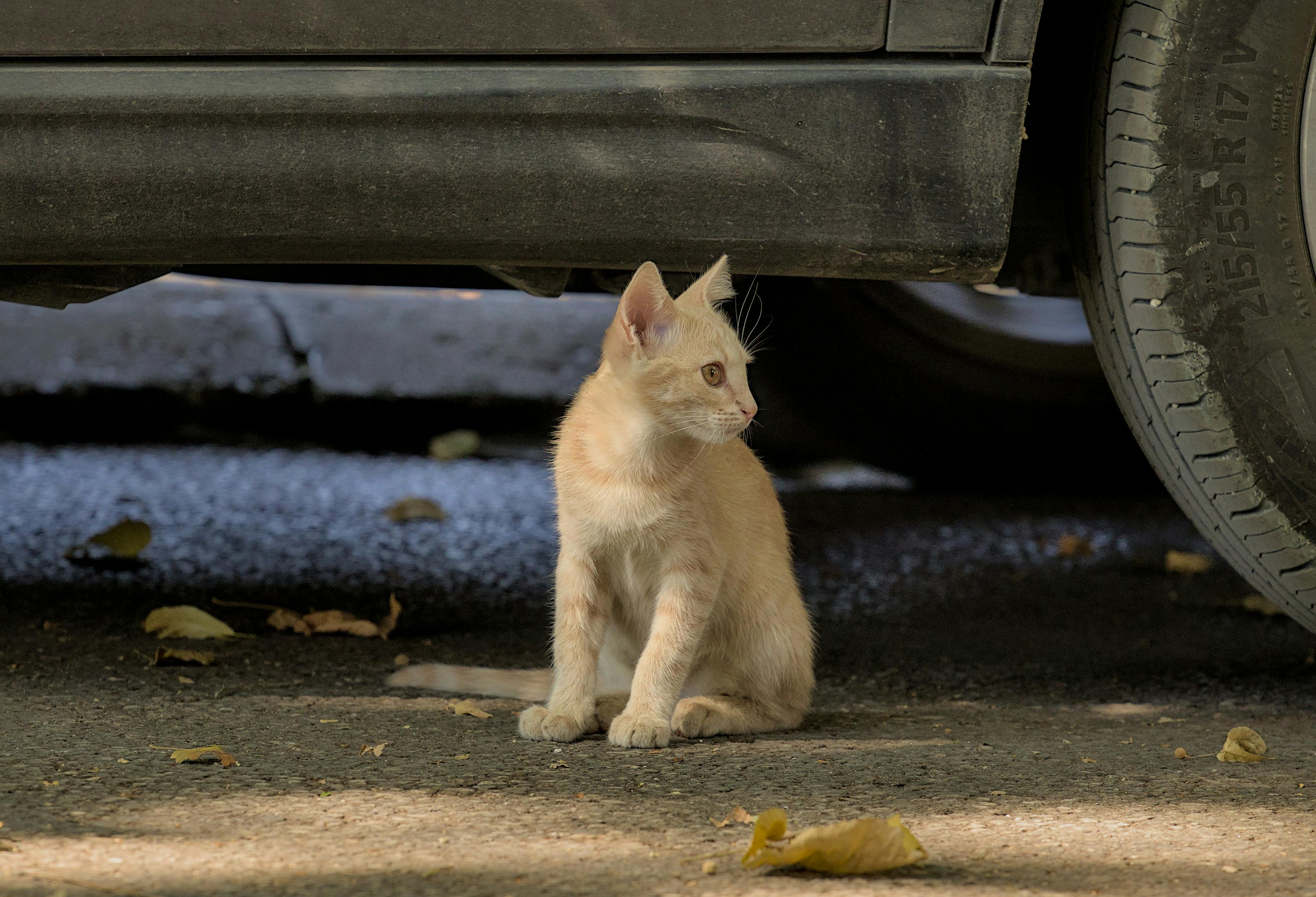 Cat And Car Photos, Download The BEST Free Cat And Car Stock Photos ...