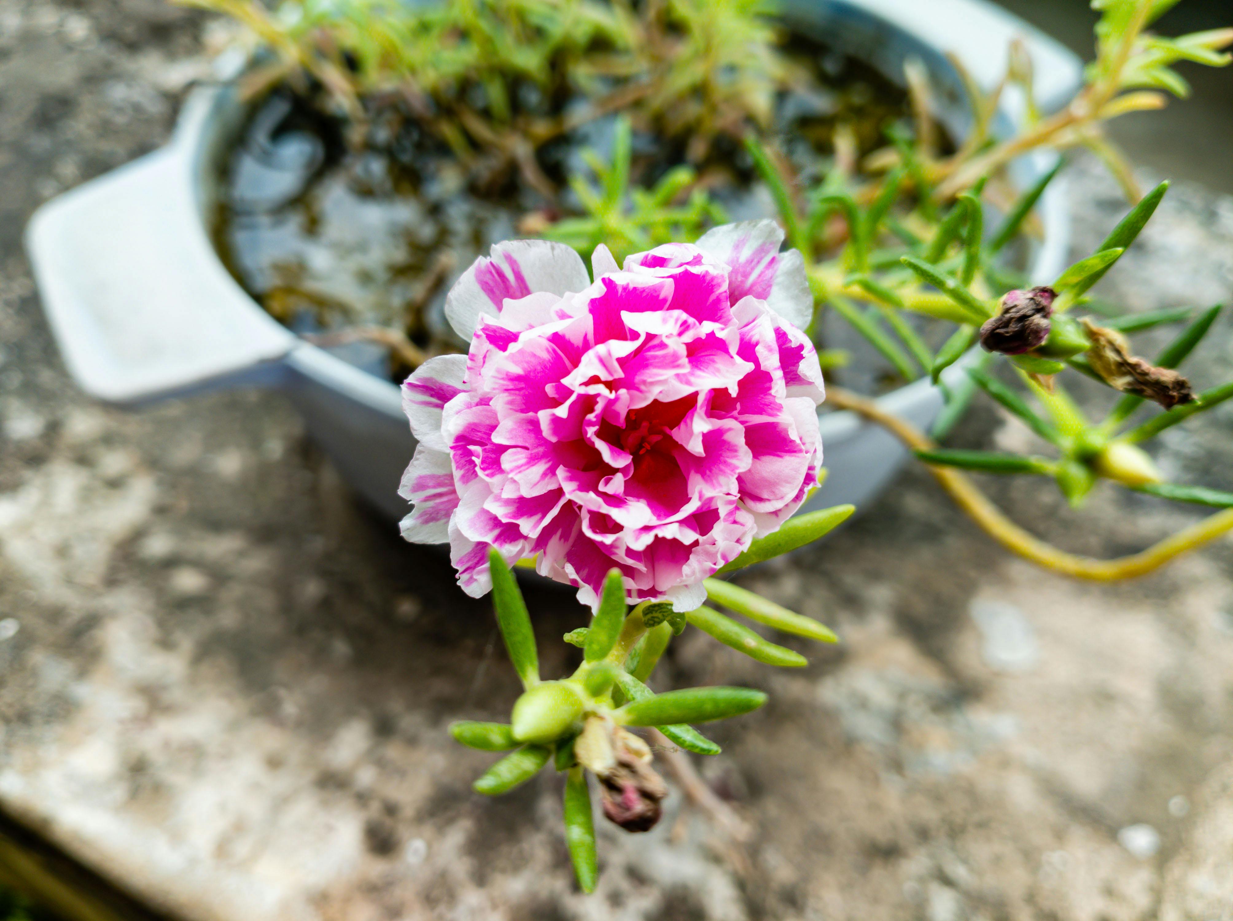 Deepak Chadha – Fotografie