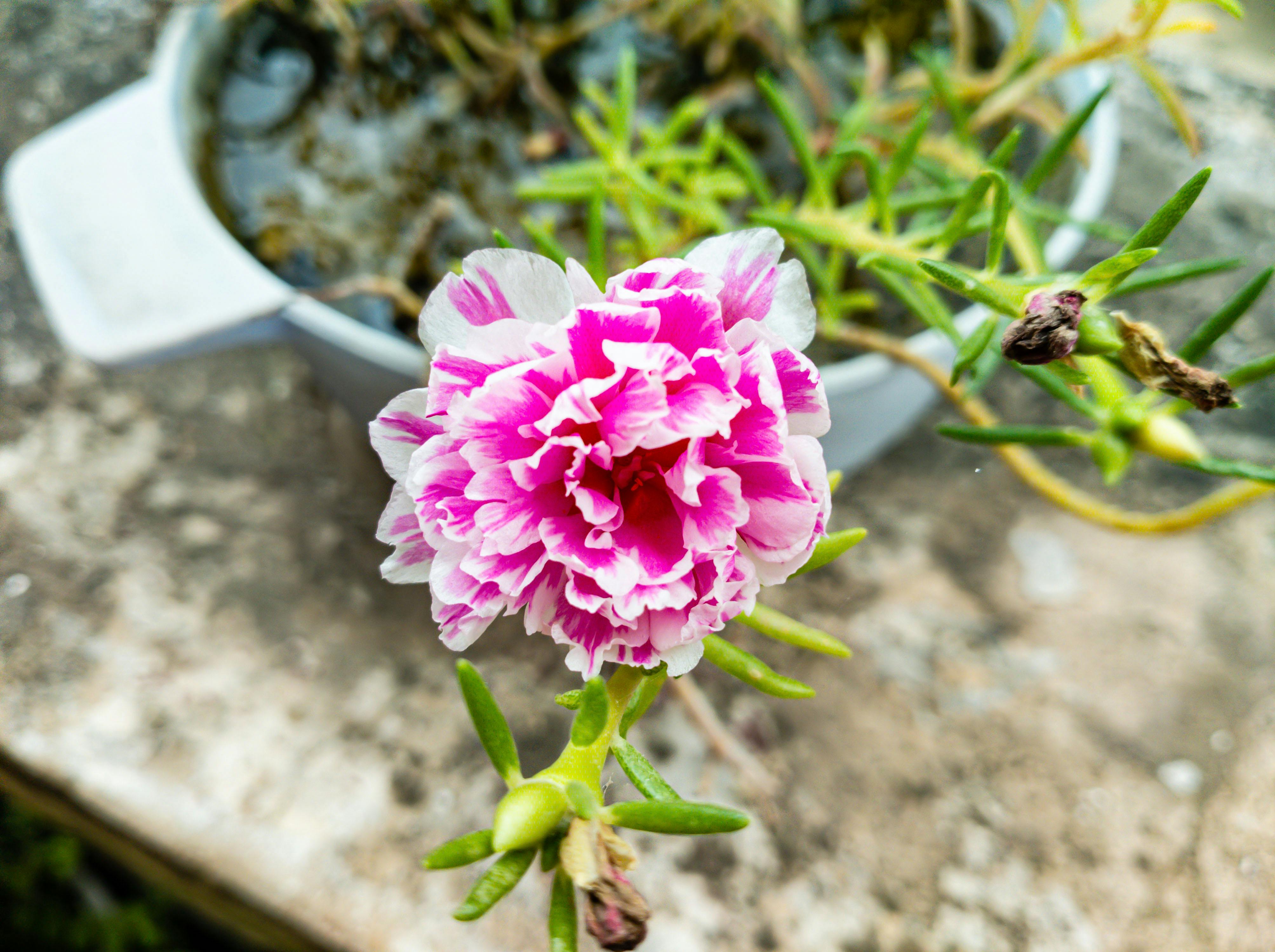 Deepak Chadha - Fotografía