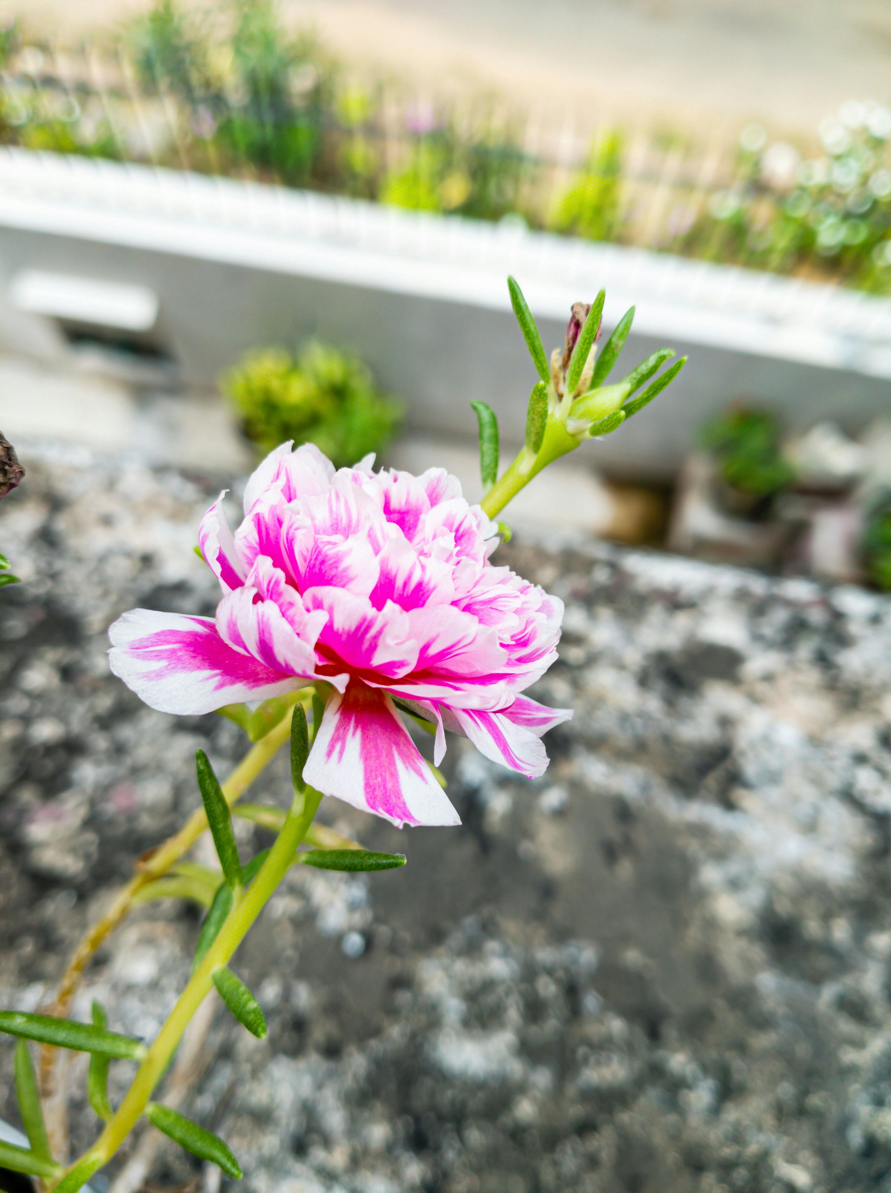 Deepak Chadha - Fotografía