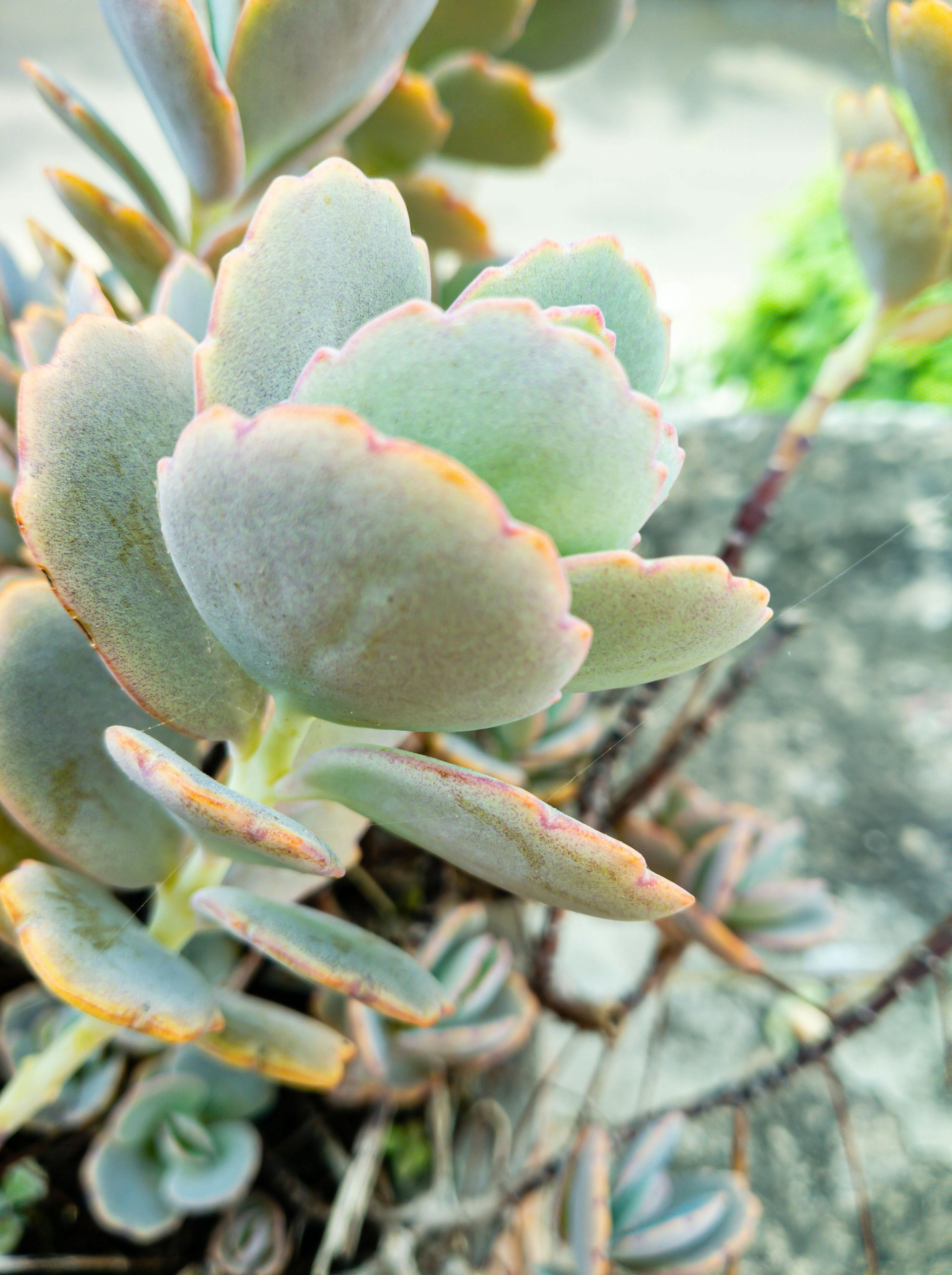 Deepak Chadha – Fotografie