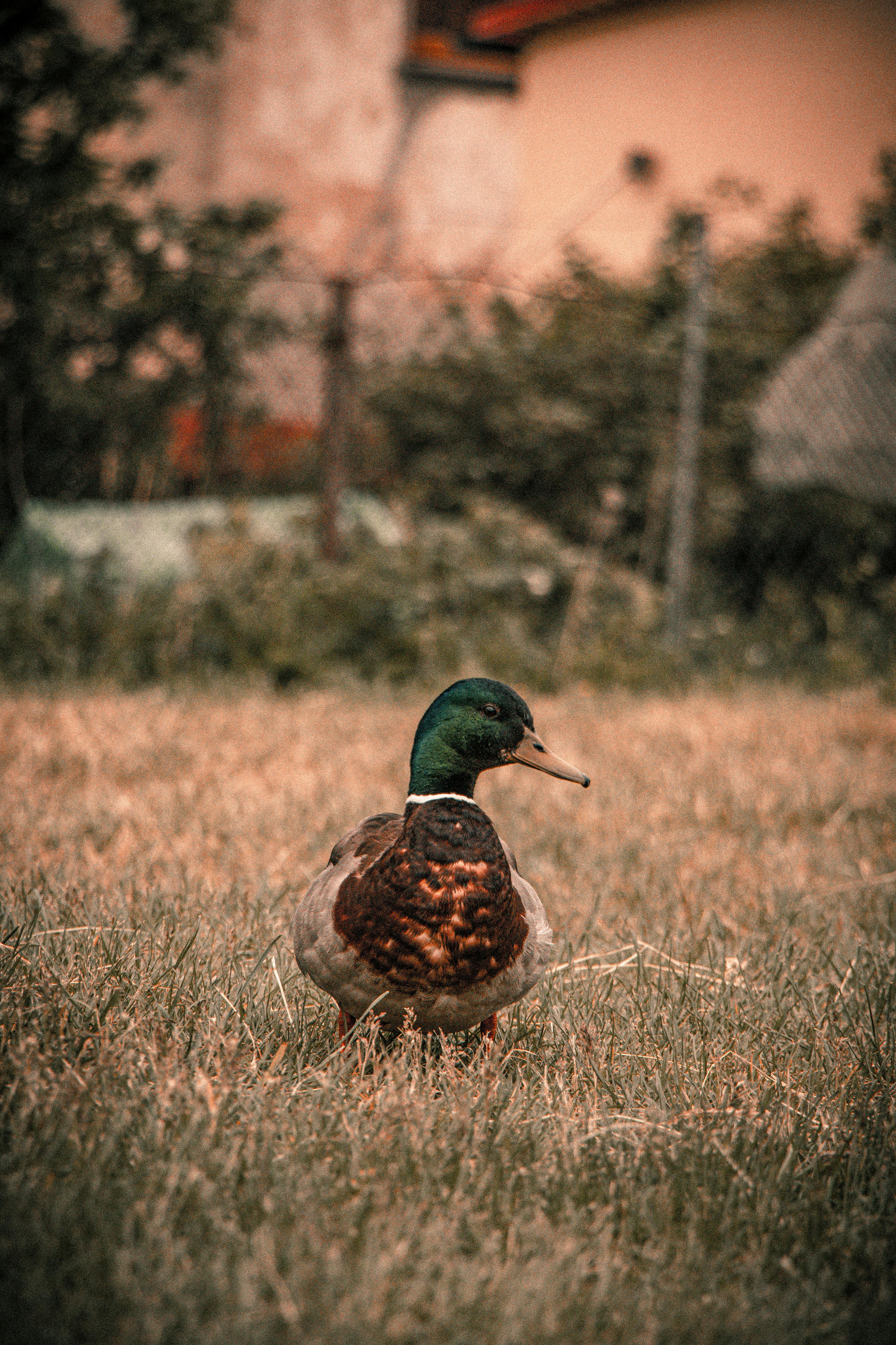 Photo gratuite de animal, au coucher du soleil, aube, automne, canard ...