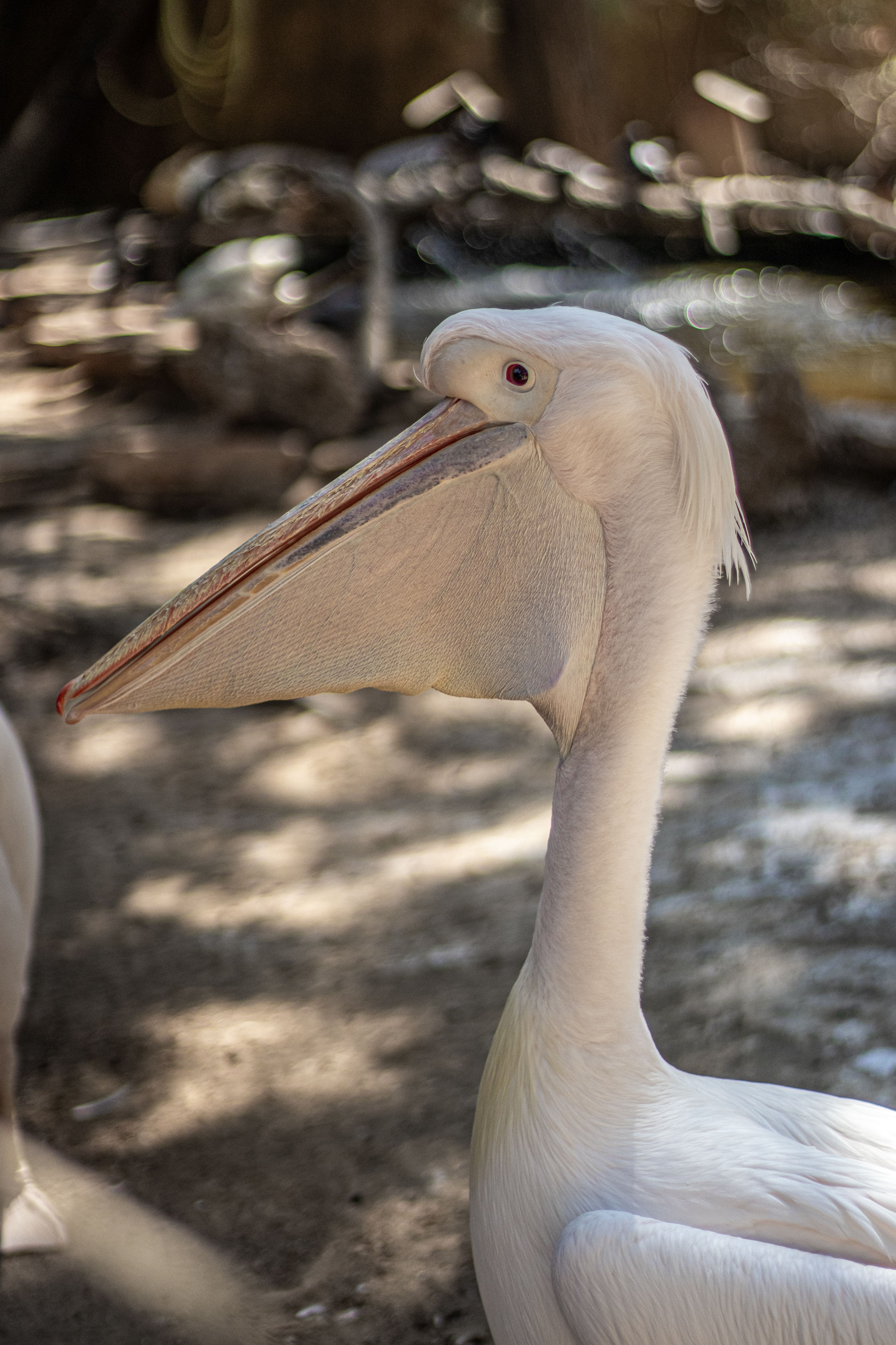 A pelican with a long beak and a long neck · Free Stock Photo