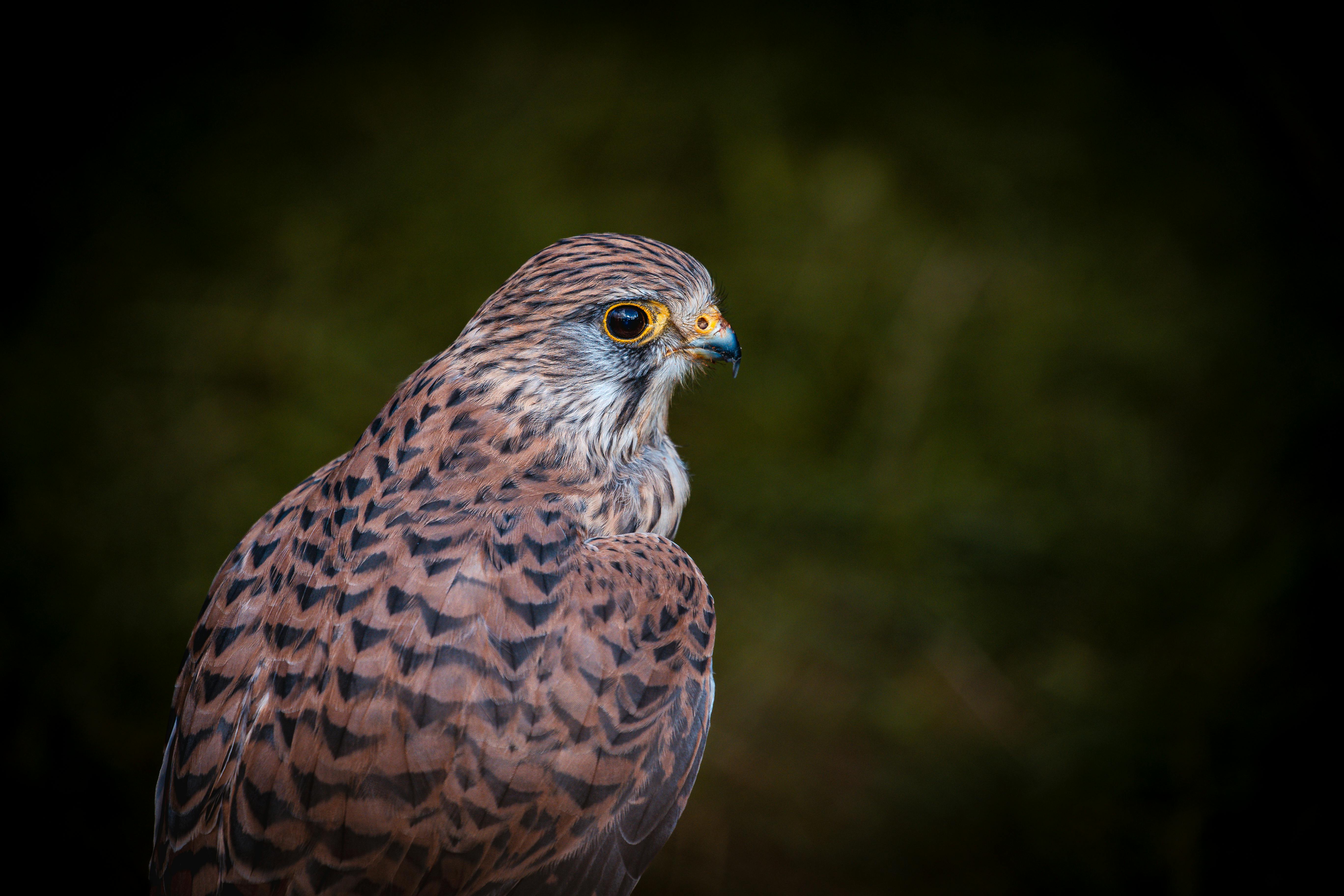 Kestrel Bird in Nature · Free Stock Photo