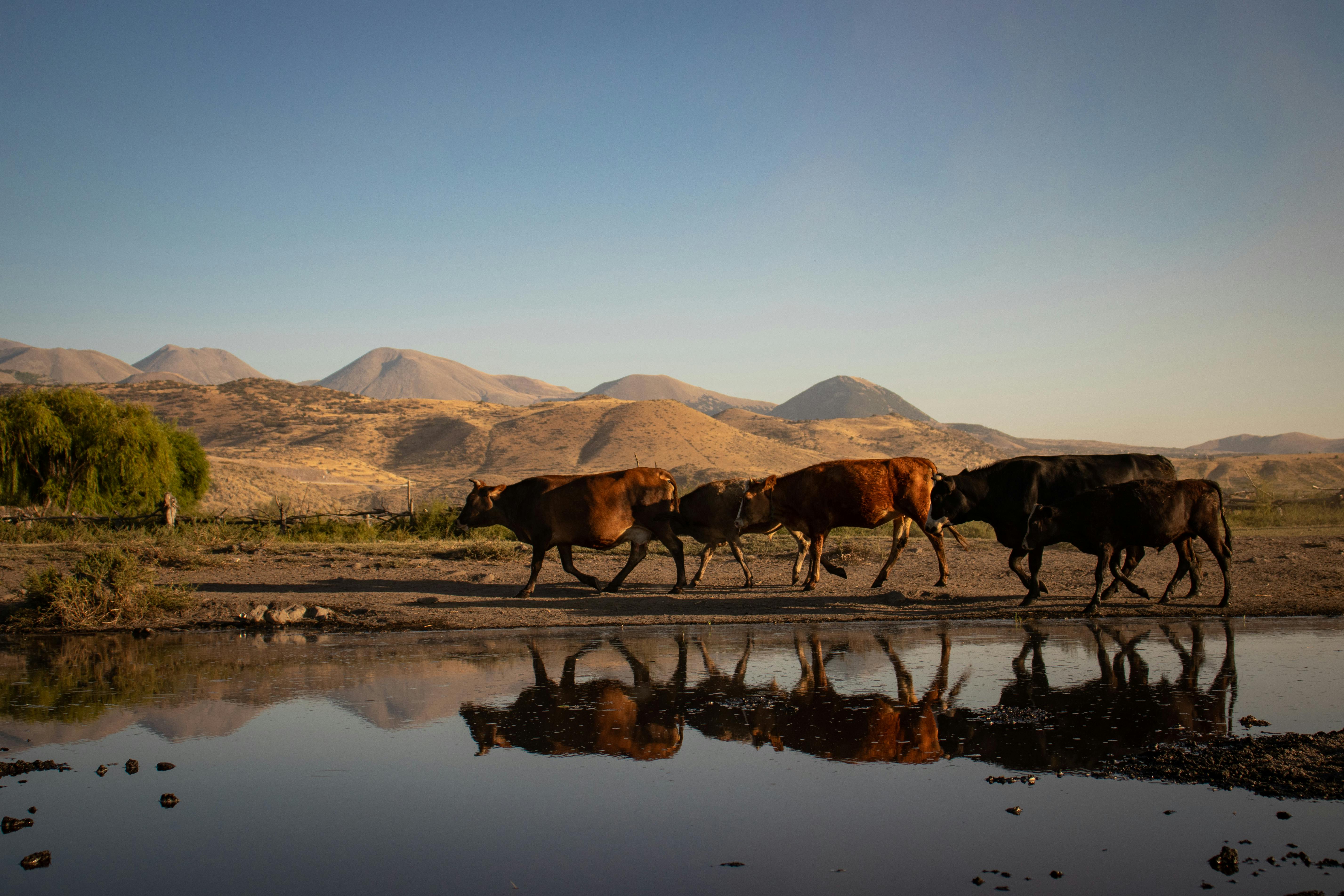 Cattle Trails Photos, Download The BEST Free Cattle Trails Stock Photos ...