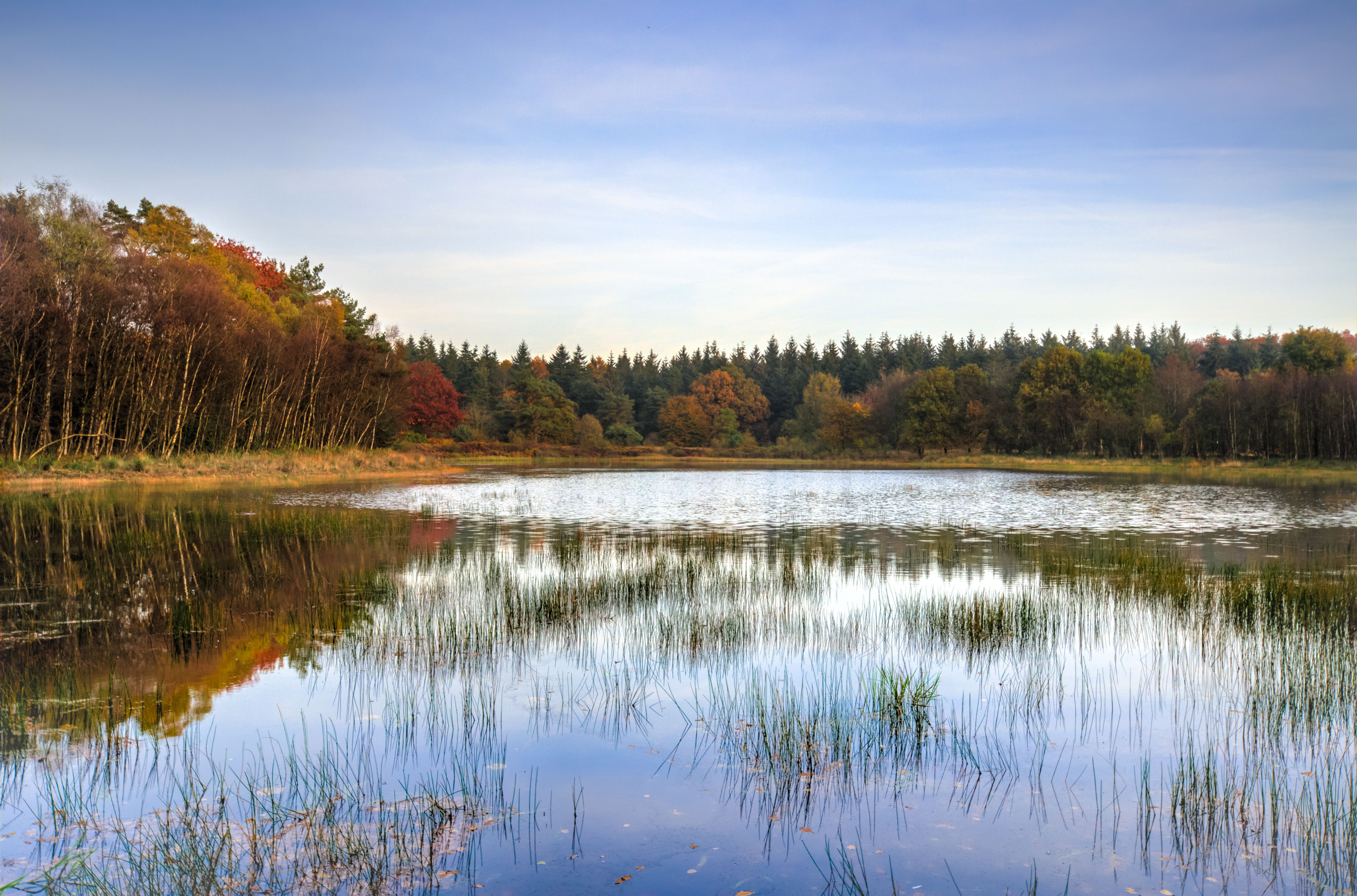 Green Trees and Lake Photo · Free Stock Photo