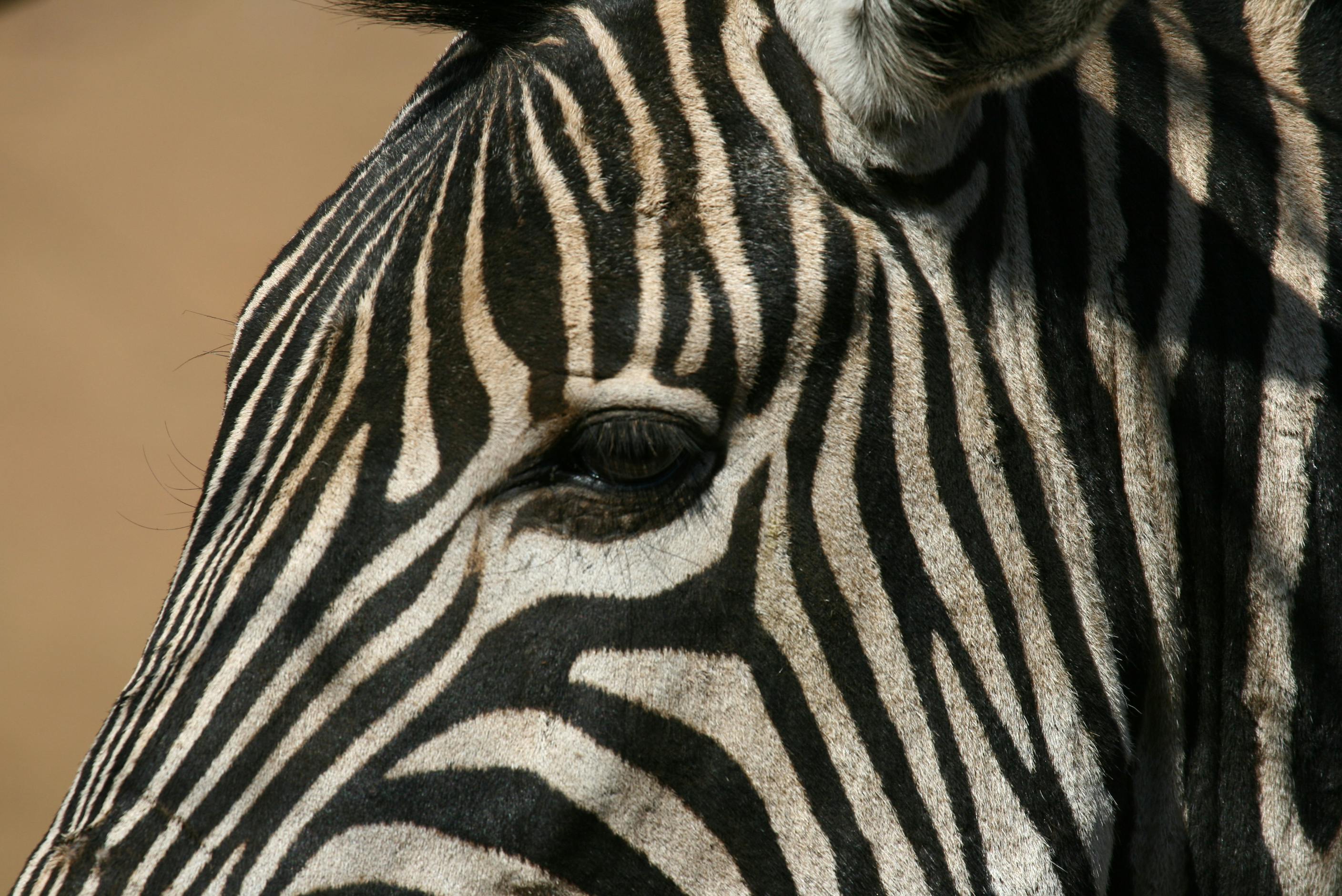 Mitch Mitchell - Fotoğrafçılık