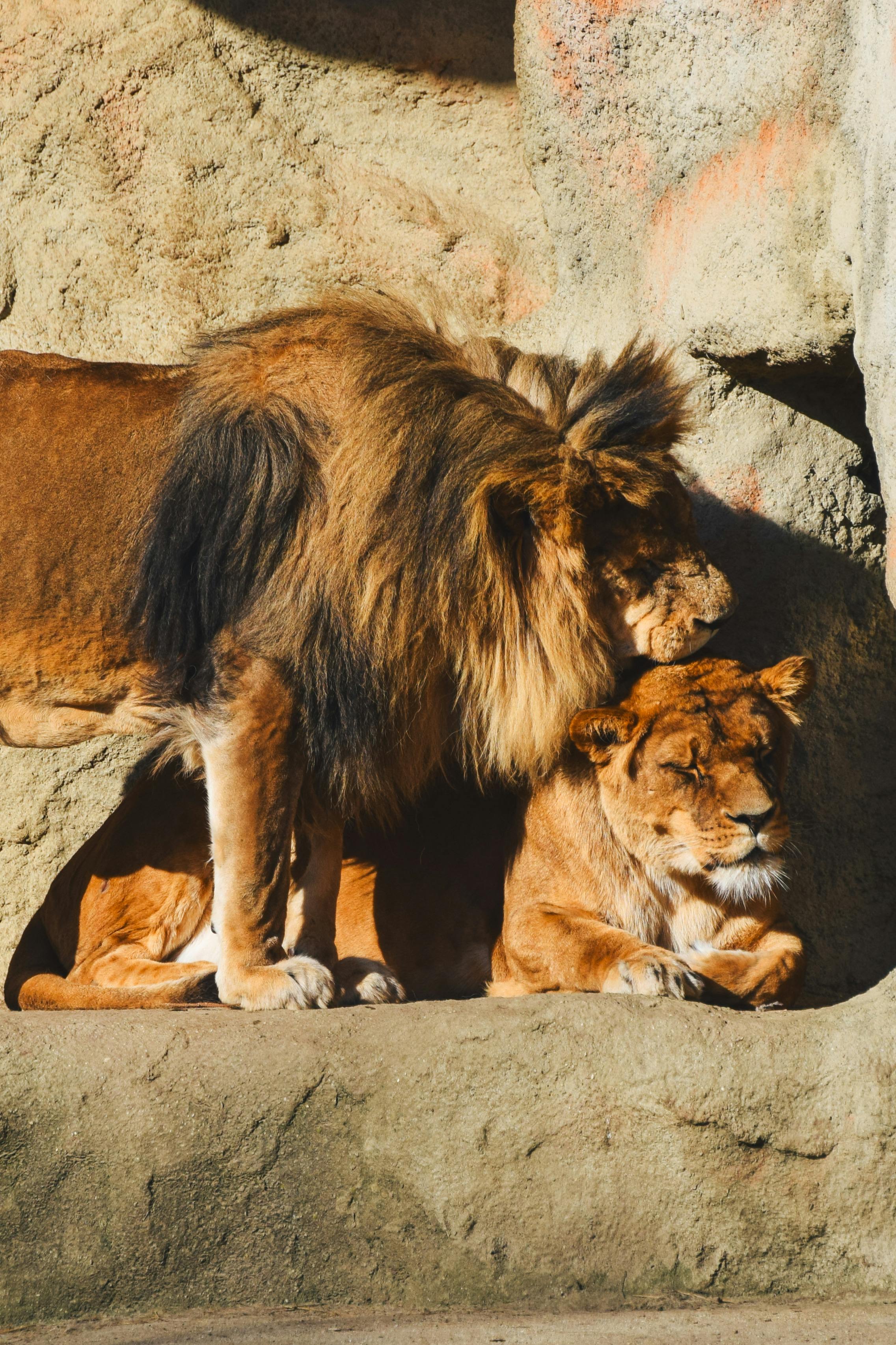 Lions in Zoo · Free Stock Photo