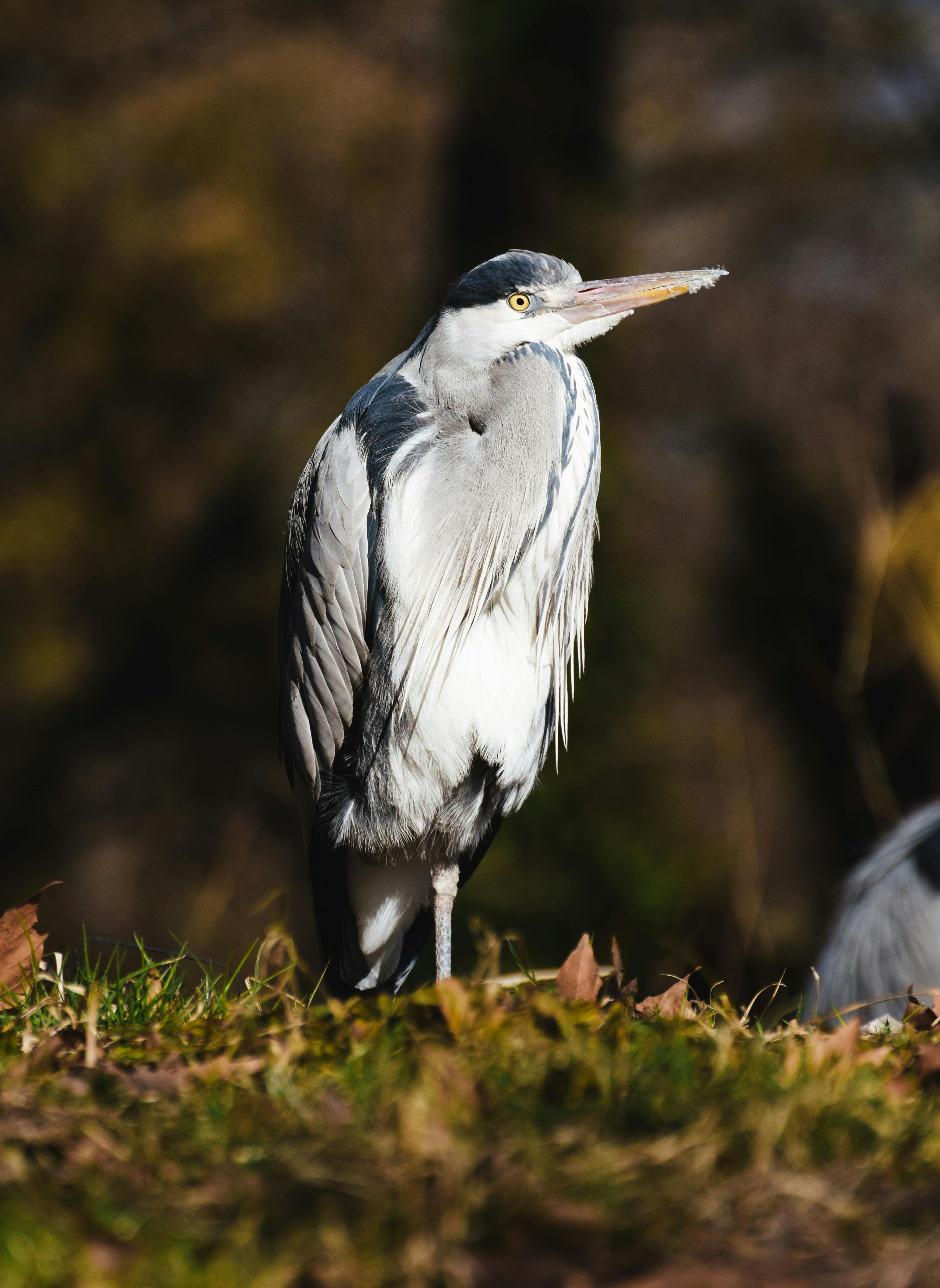 Black Bittern Bird Wading in Water · Free Stock Photo
